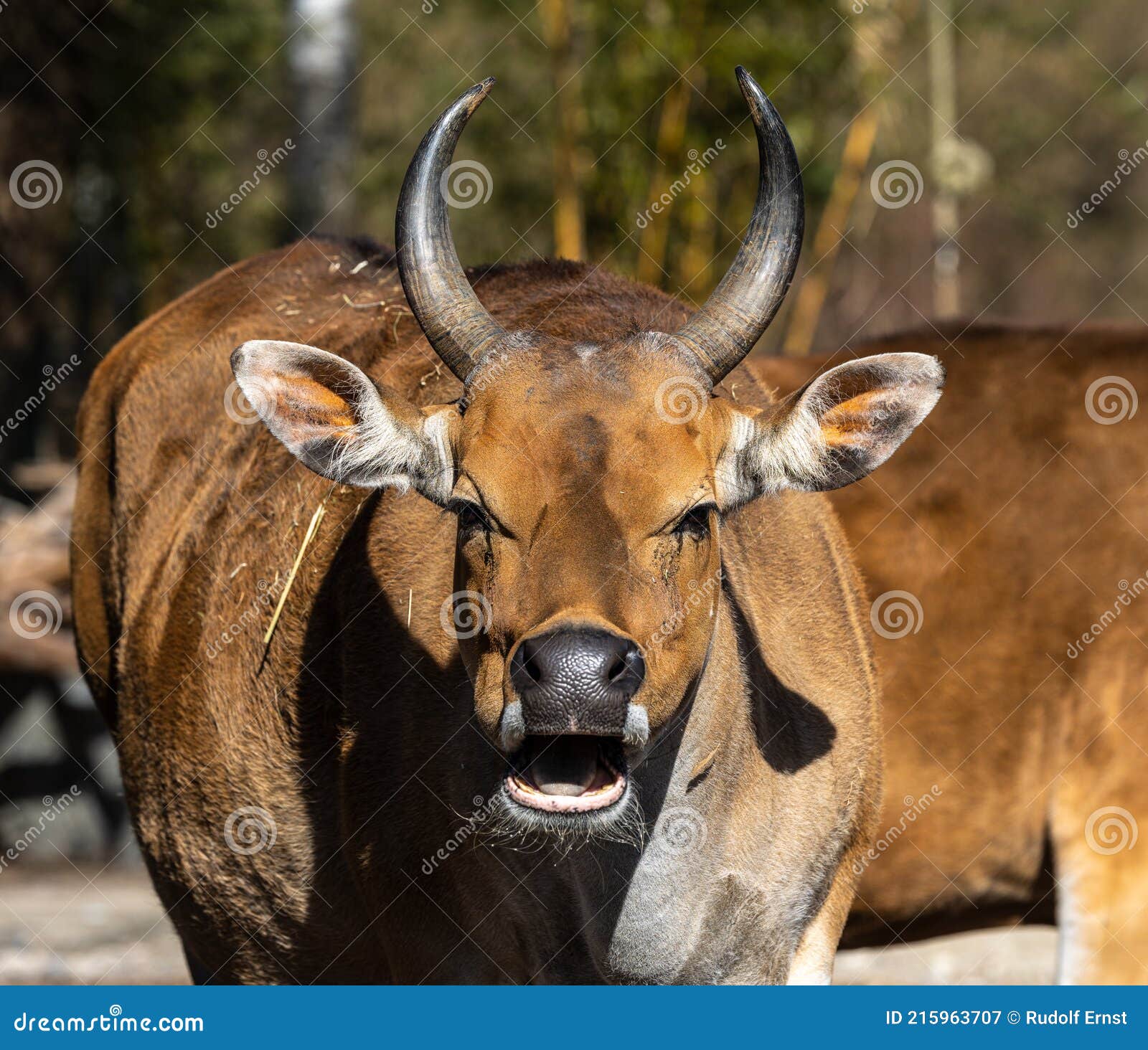 Banteng, Bos Javanicus or Red Bull is a Type of Wild Cattle Stock Image ...