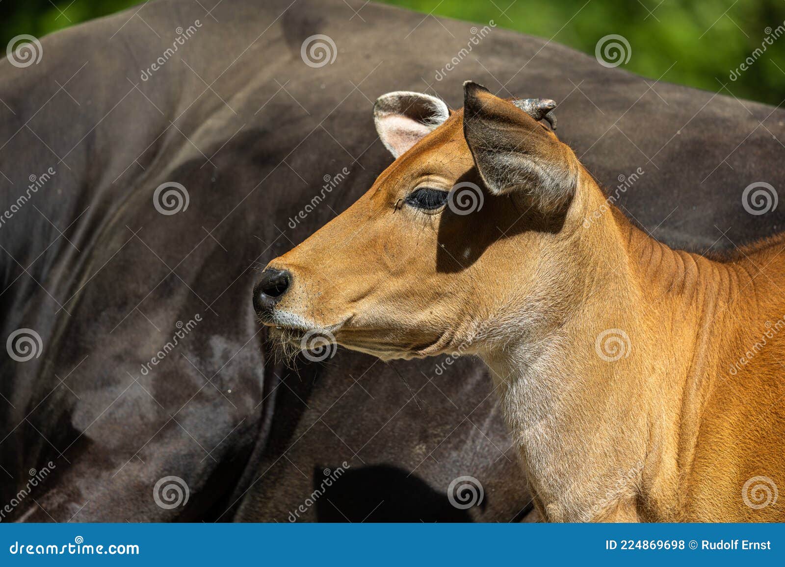 Banteng, Bos Javanicus or Red Bull is a Type of Wild Cattle Stock Photo ...