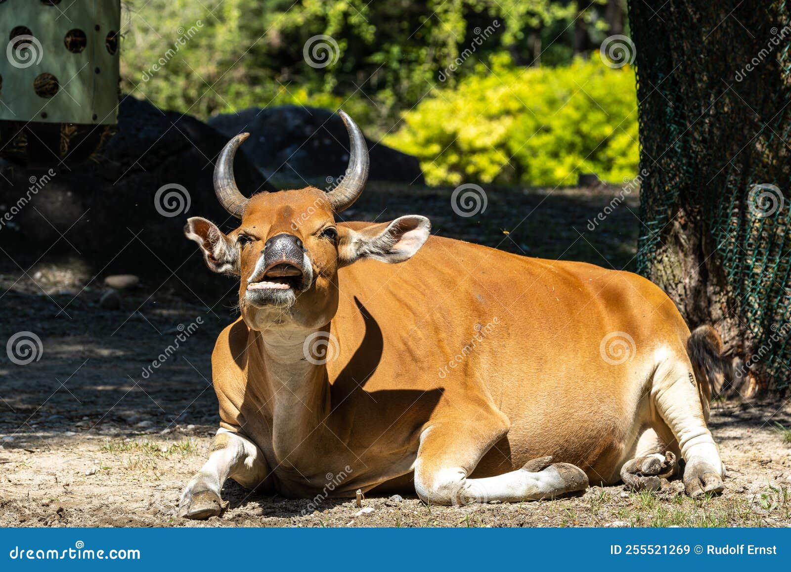 Banteng, Bos Javanicus or Red Bull is a Type of Wild Cattle Stock Image ...