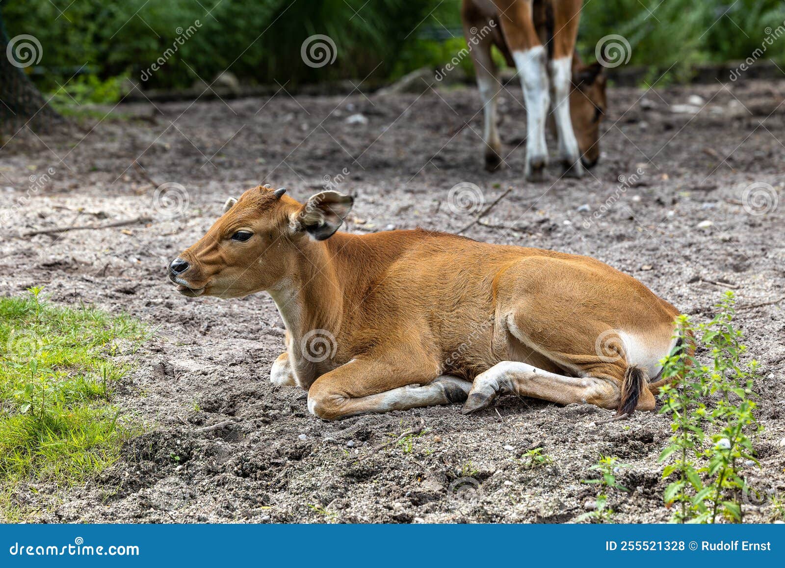 Banteng, Bos Javanicus or Red Bull is a Type of Wild Cattle Stock Photo ...