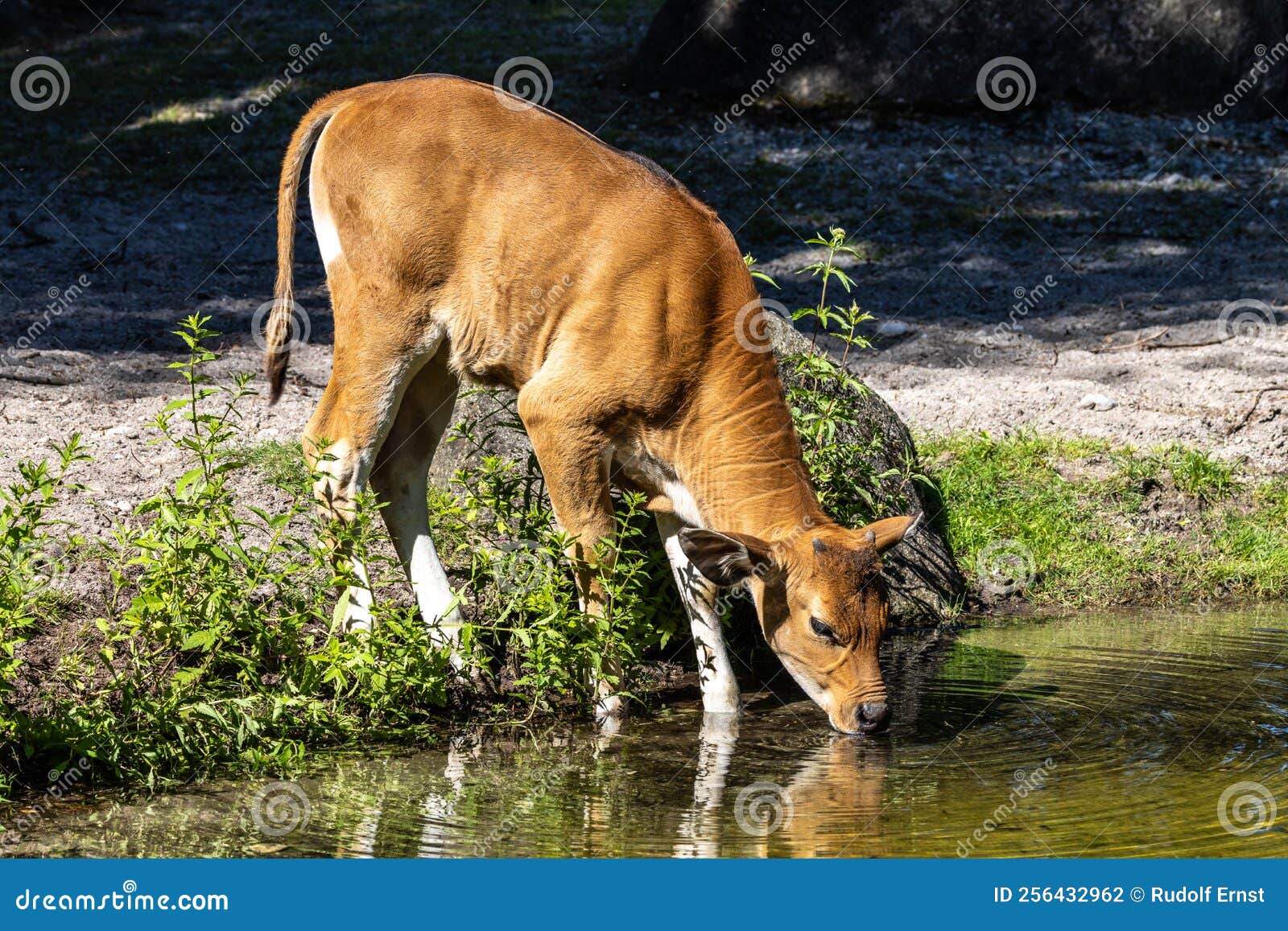 Banteng, Bos Javanicus or Red Bull is a Type of Wild Cattle Stock Photo ...