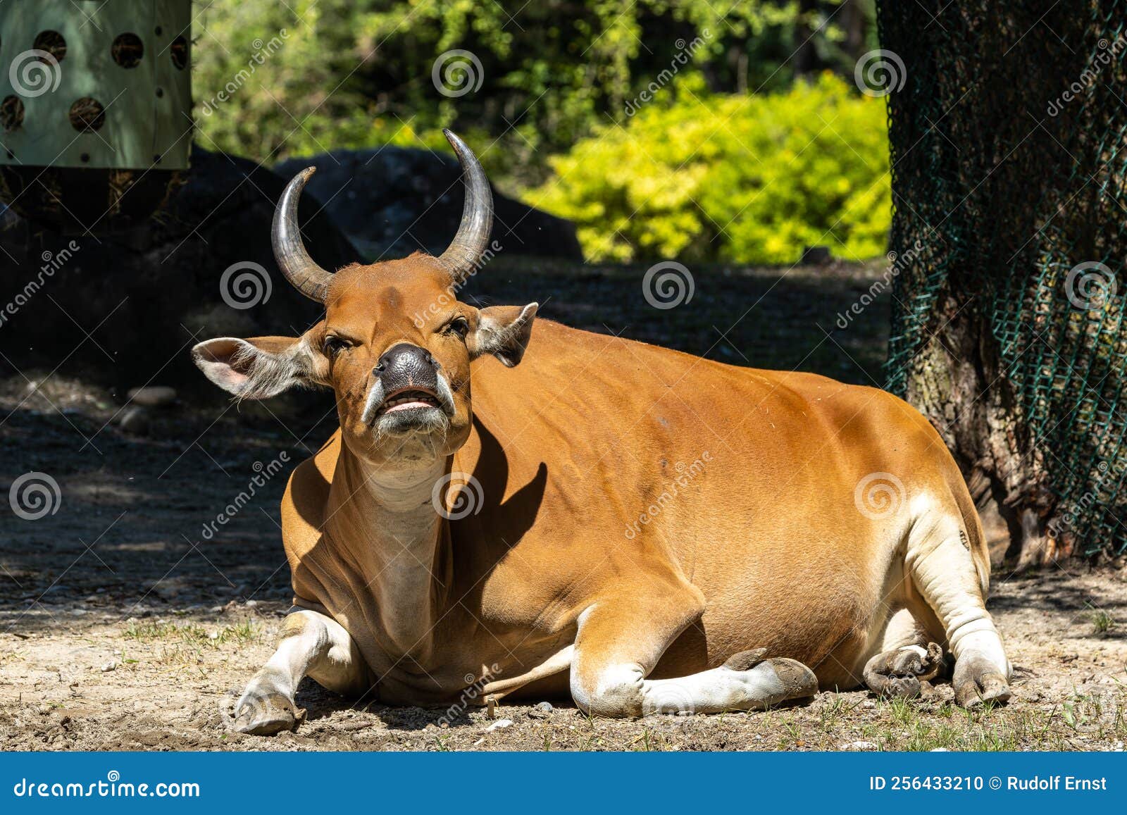 Banteng, Bos Javanicus or Red Bull is a Type of Wild Cattle Stock Photo ...