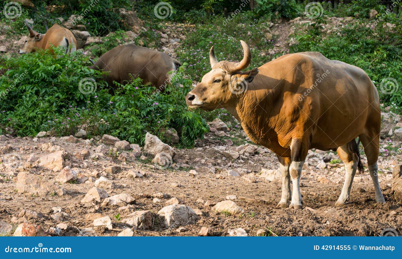 Banteng (Bos javanicus) stock image. Image of wildlife - 42914555