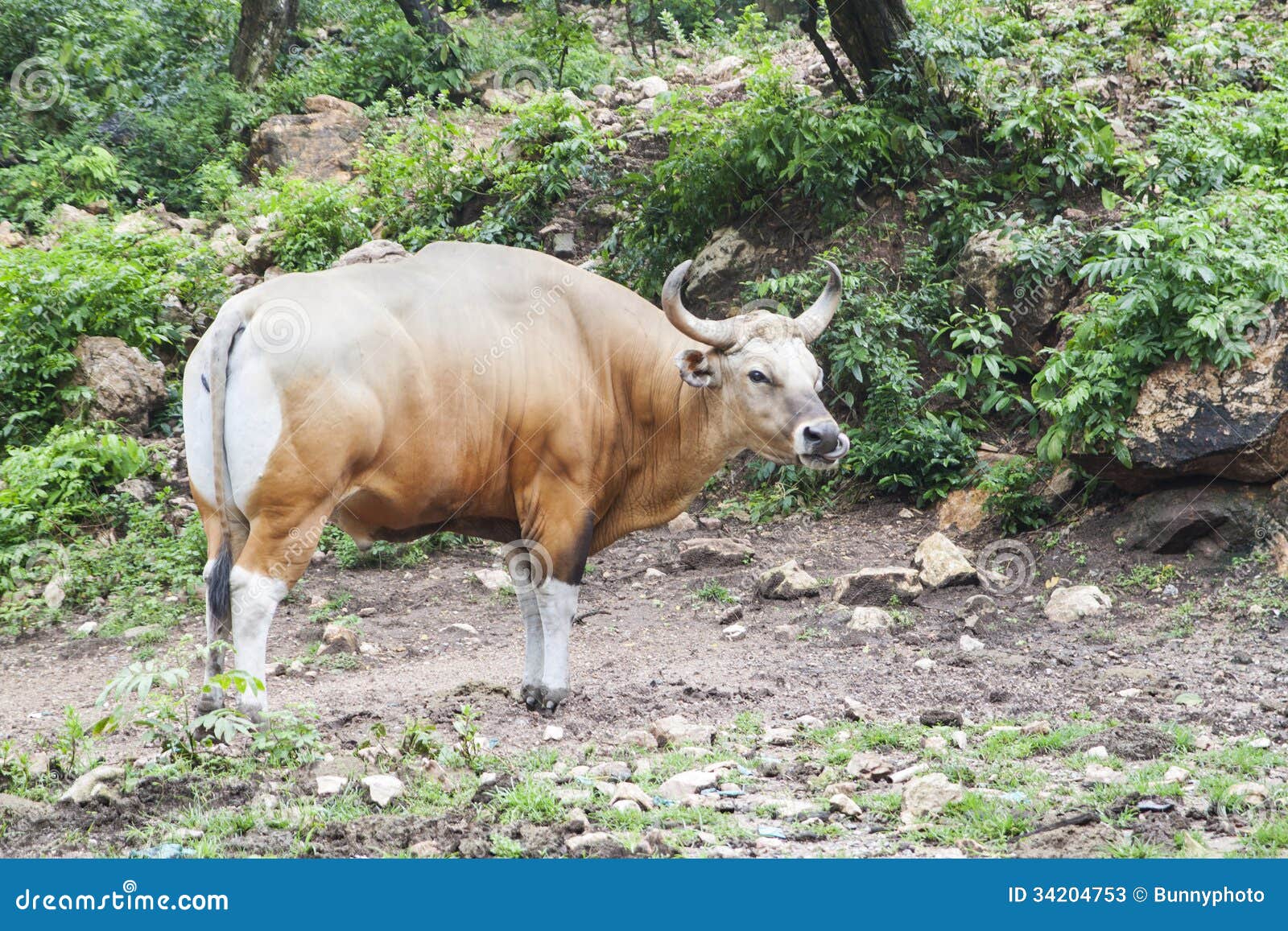 Banteng stock image. Image of fauna, thailand, strong - 34204753
