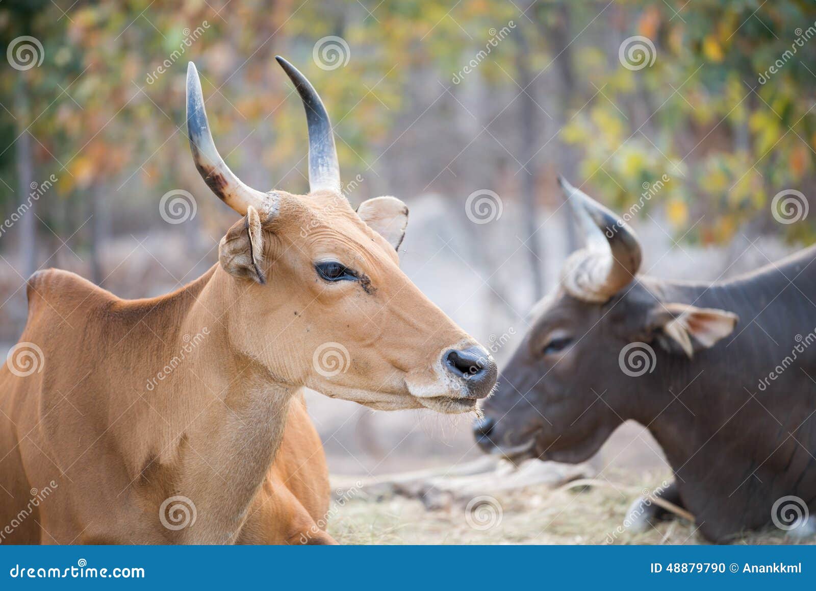 Banteng stock photo. Image of natural, banteng, creature - 48879790