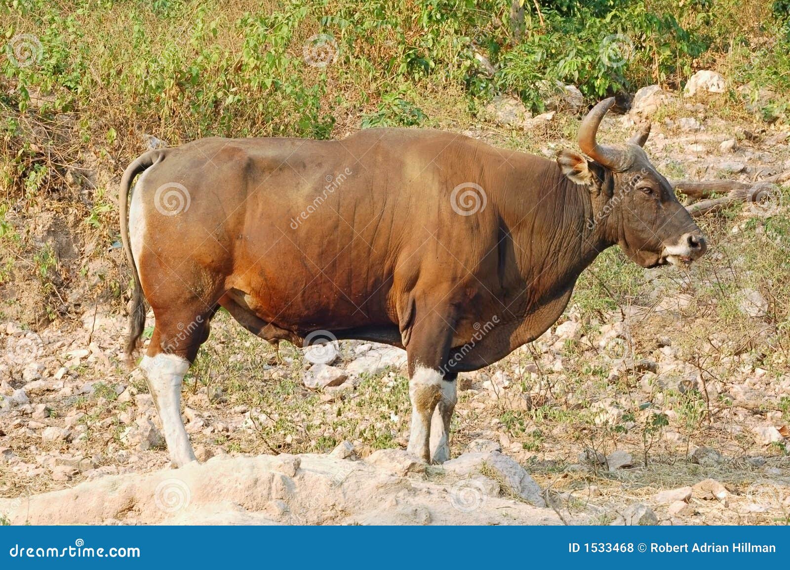 Banteng Or Red Bull Stock Photography | CartoonDealer.com #43498718
