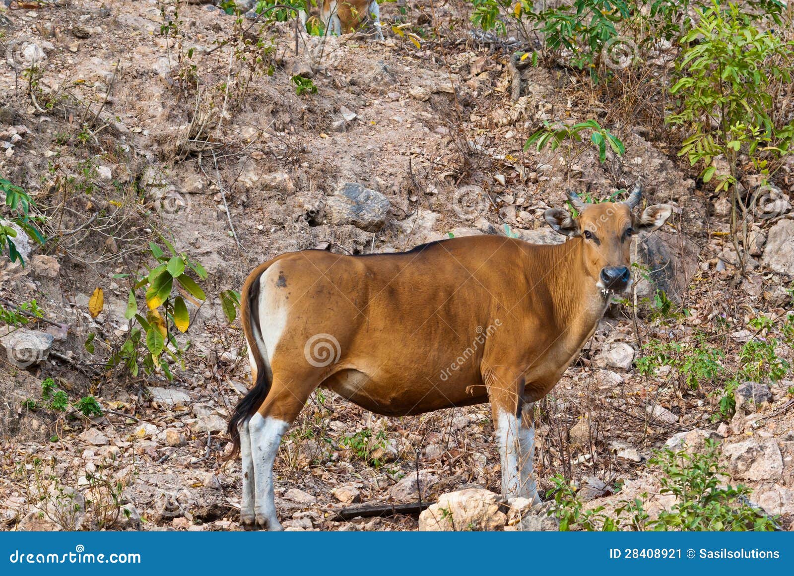 Banteng bull stock image. Image of wildlife, food, horn - 28408921