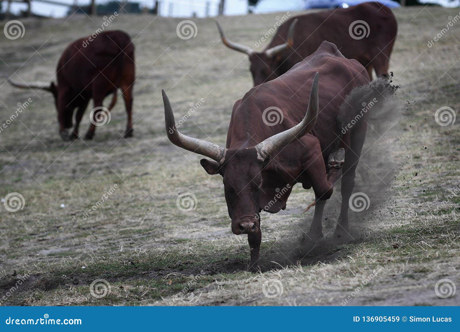 Banteng stock image. Image of iconic, bull, banteng - 136905459