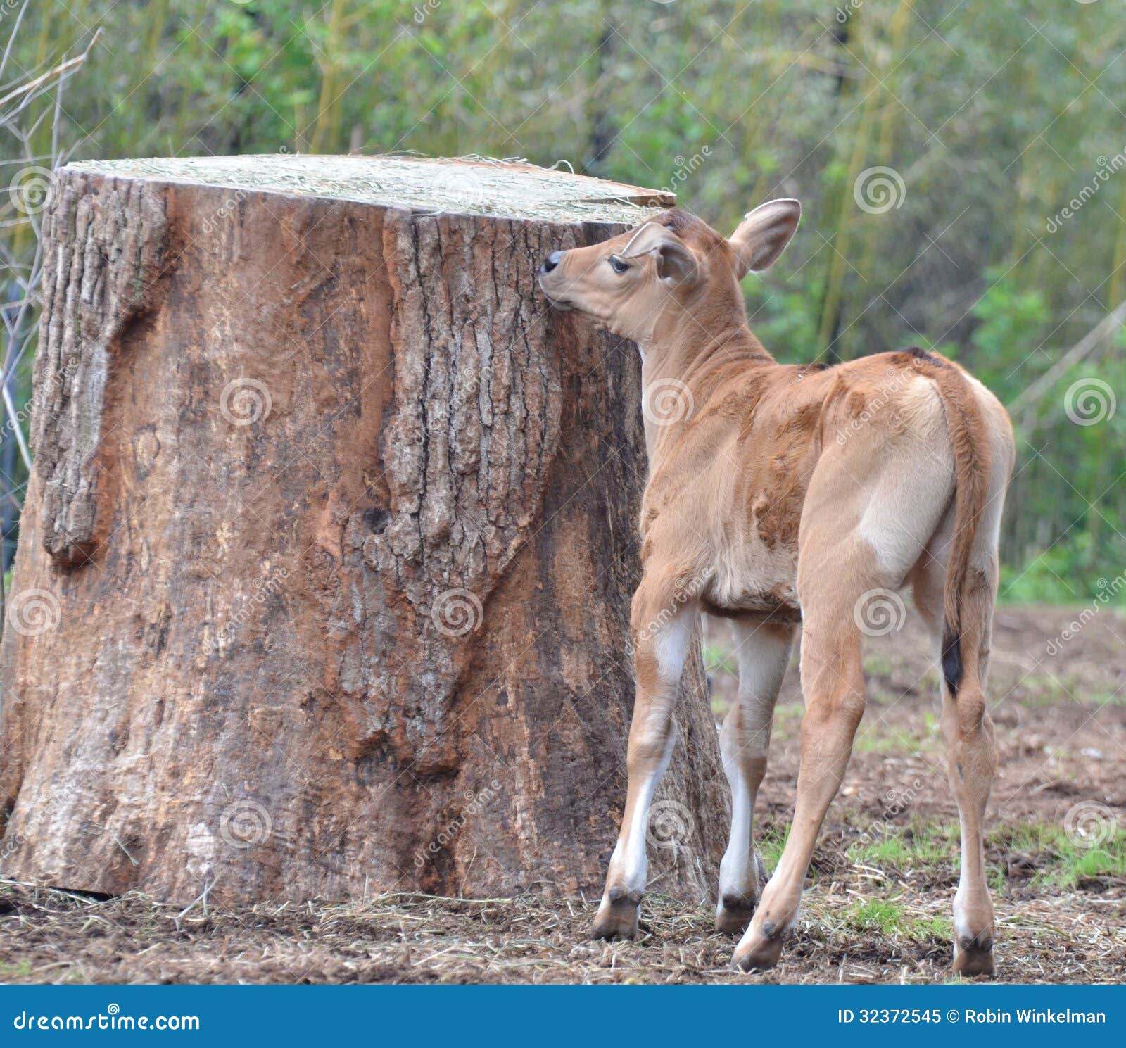 Banteng calf and tree stock image. Image of investigate - 32372545