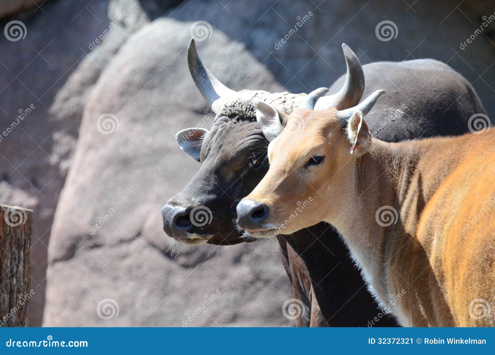 Banteng couple stock image. Image of head, banteng, sweethearts - 32372321