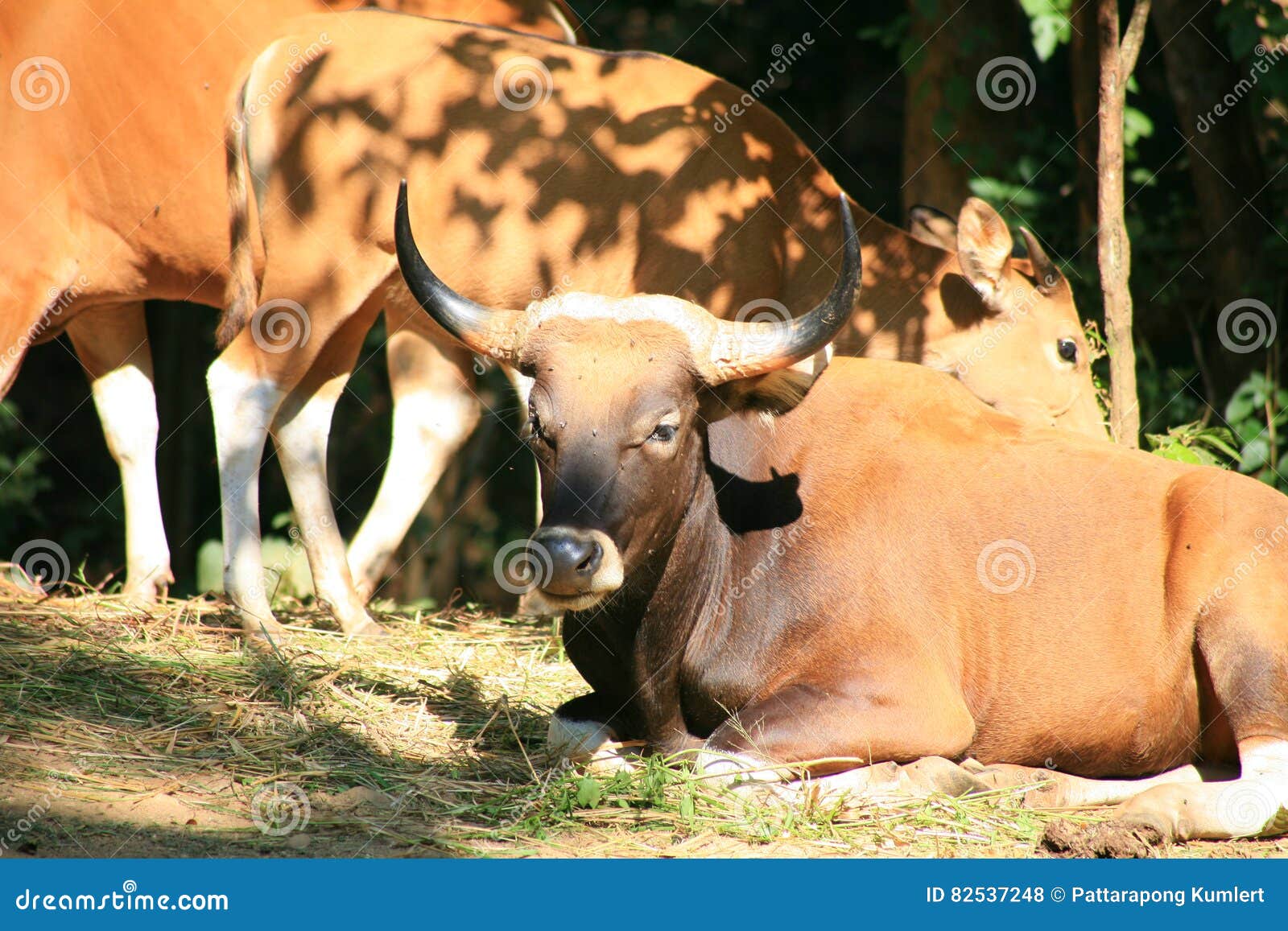 Banteng Cow / Bos Javanicus Stock Photo - Image of wildlife, nature ...