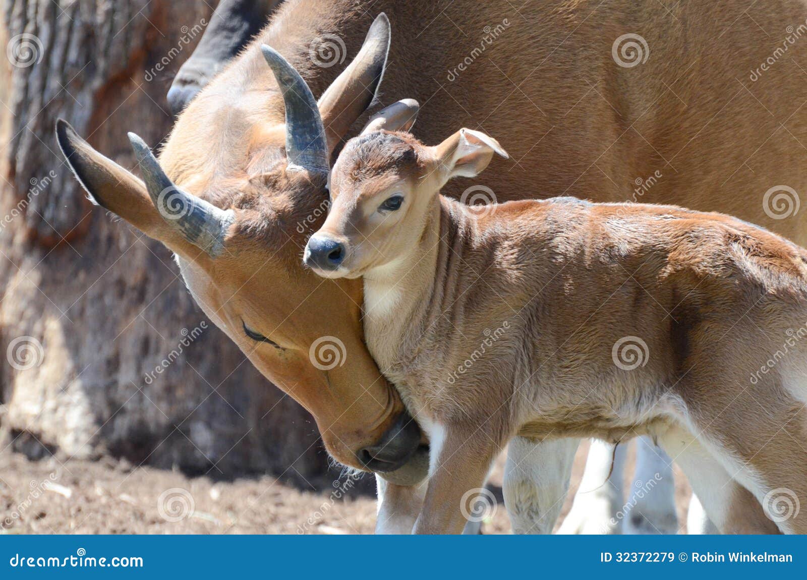 Banteng cuddle2 stock image. Image of embrace, noses - 32372279