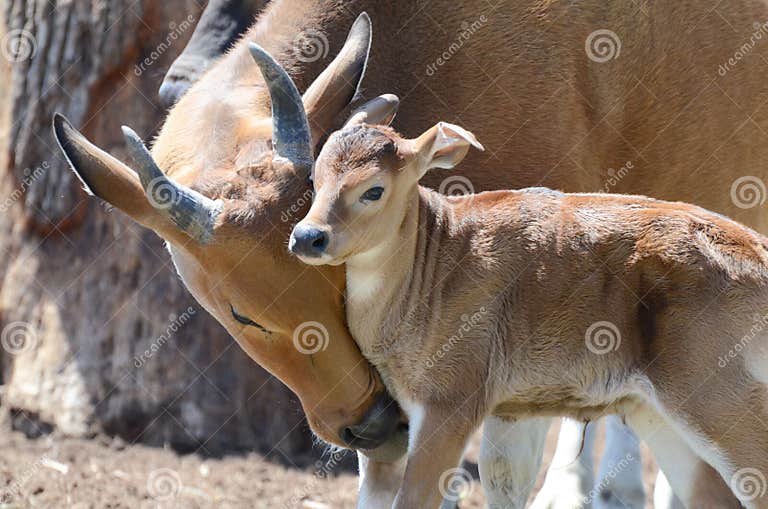 Banteng cuddle2 stock image. Image of embrace, noses - 32372279