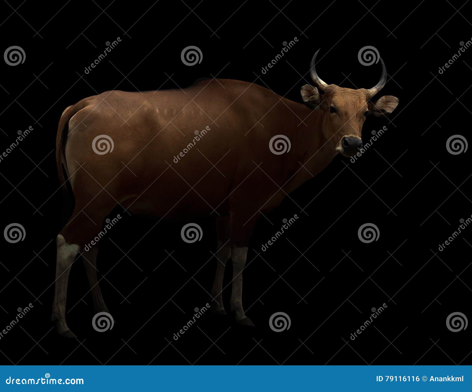 Banteng in the dark stock photo. Image of bovine, dark - 79116116