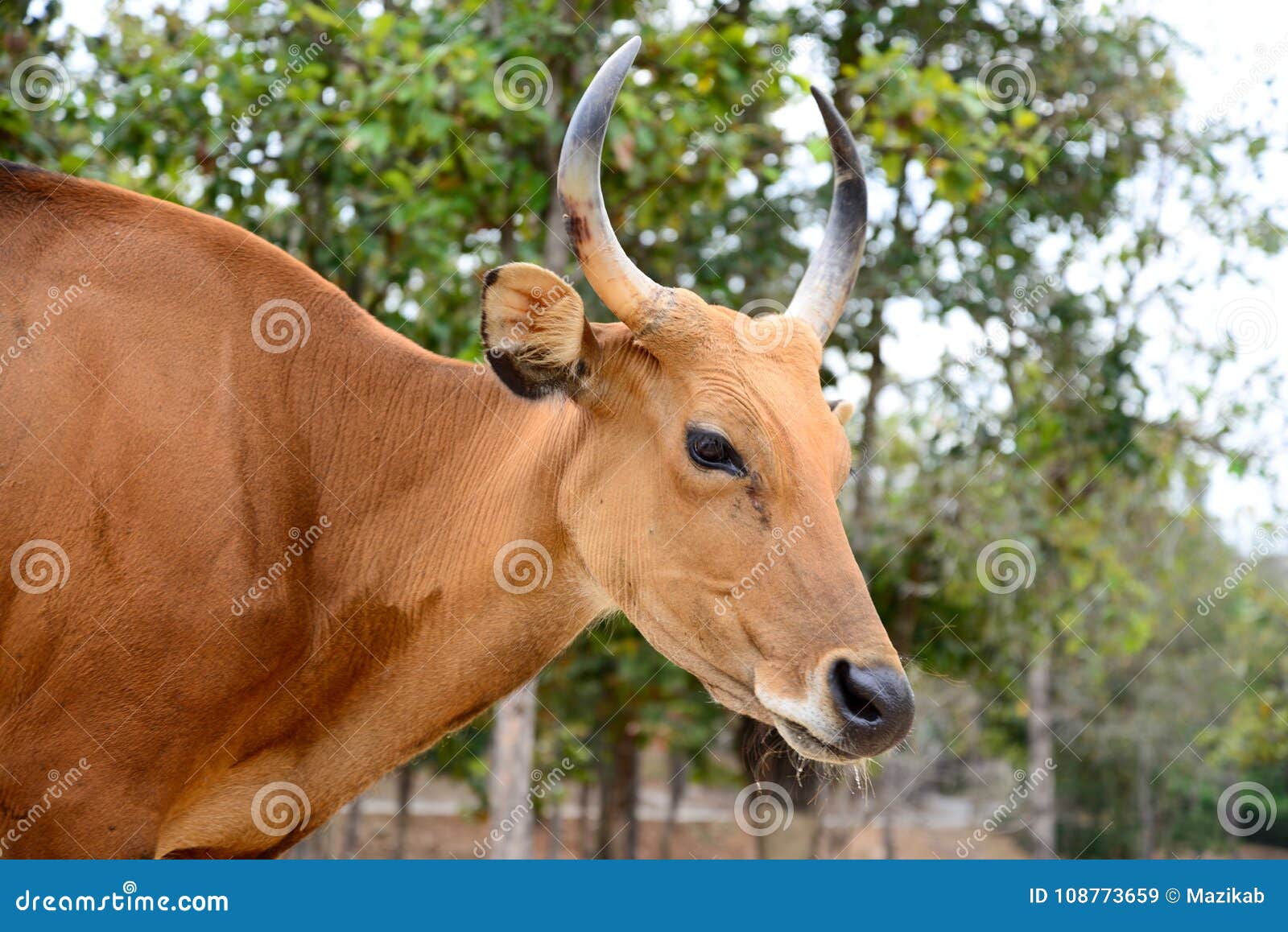 Banteng stock image. Image of cattle, zoology, banteng - 108773659