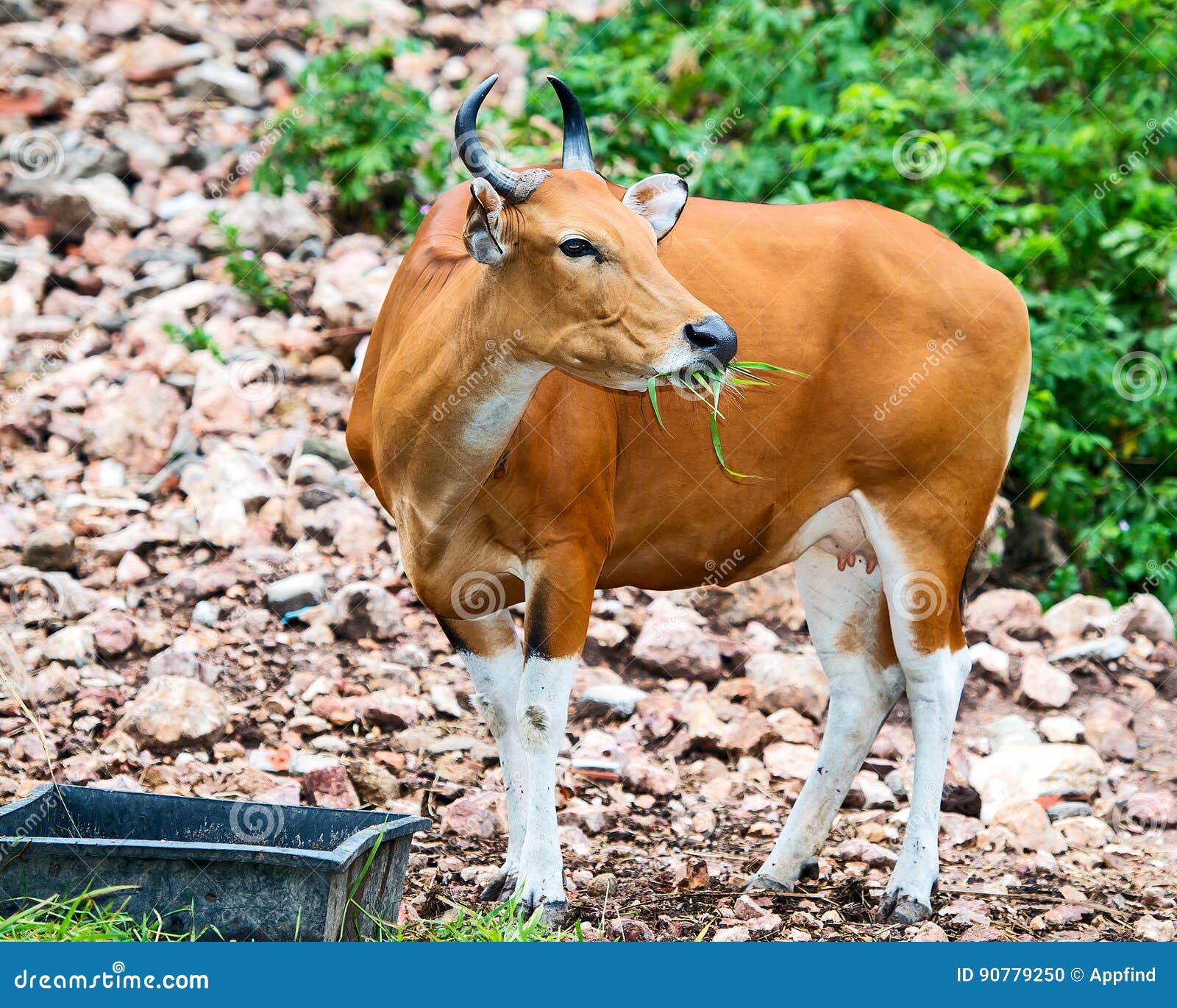 Banteng stock photo. Image of rare, banteng, thailand - 90779250