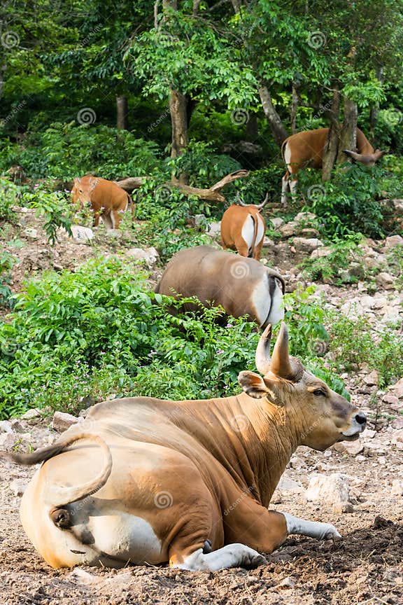 Banteng Herd (Bos Javanicus) Stock Image - Image of asia, natural: 46908639