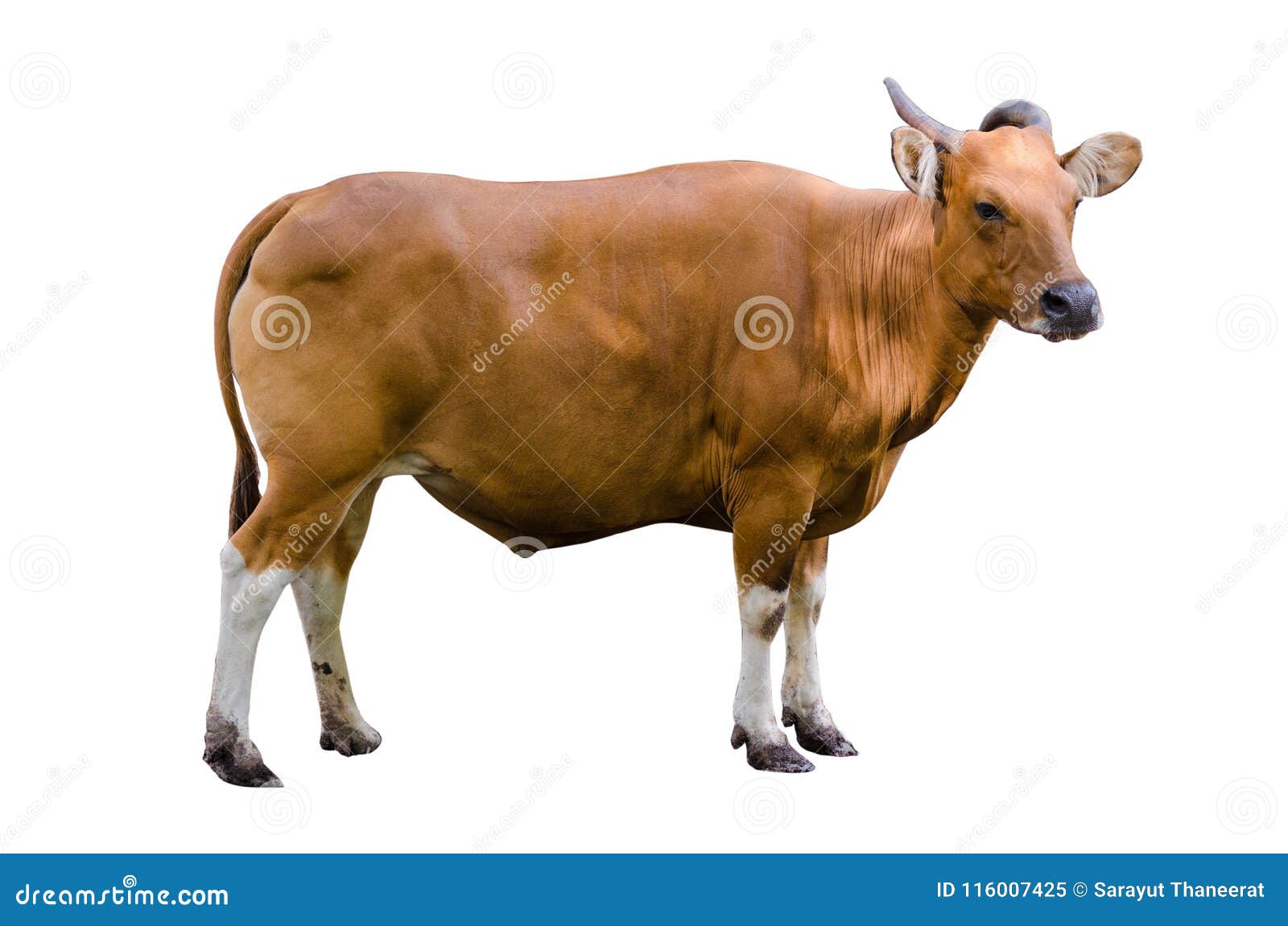 Banteng Isolate Cow Side Bibos Banting Stock Image - Image of enormous ...