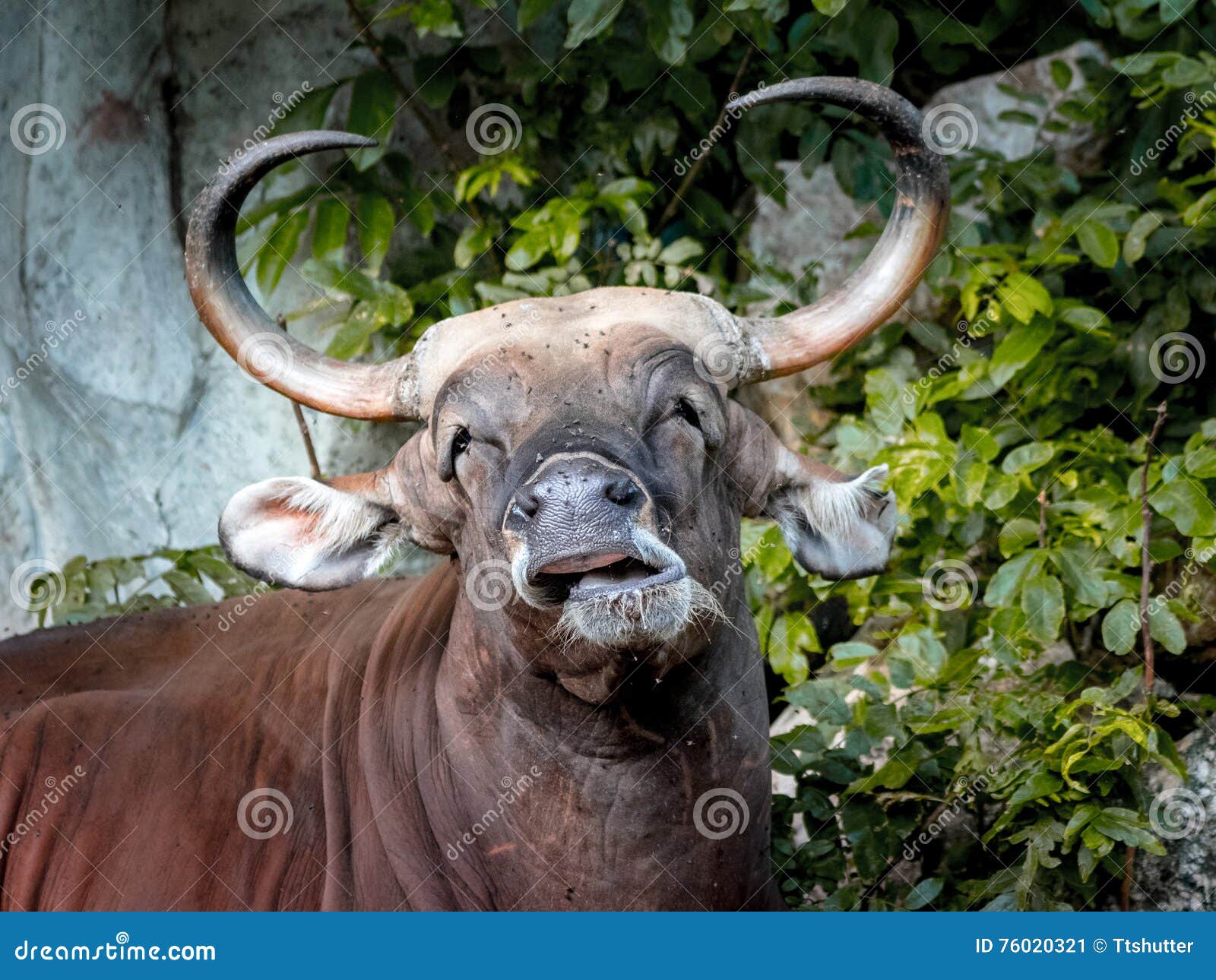 Banteng stock image. Image of bull, javanicus, animal - 76020321
