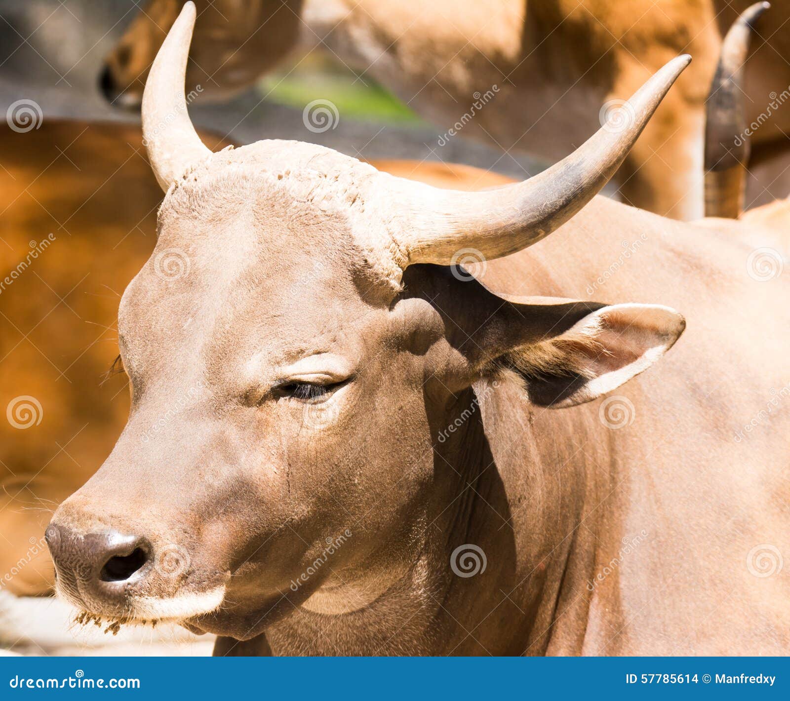Banteng stock photo. Image of animal, wildlife, horn - 57785614