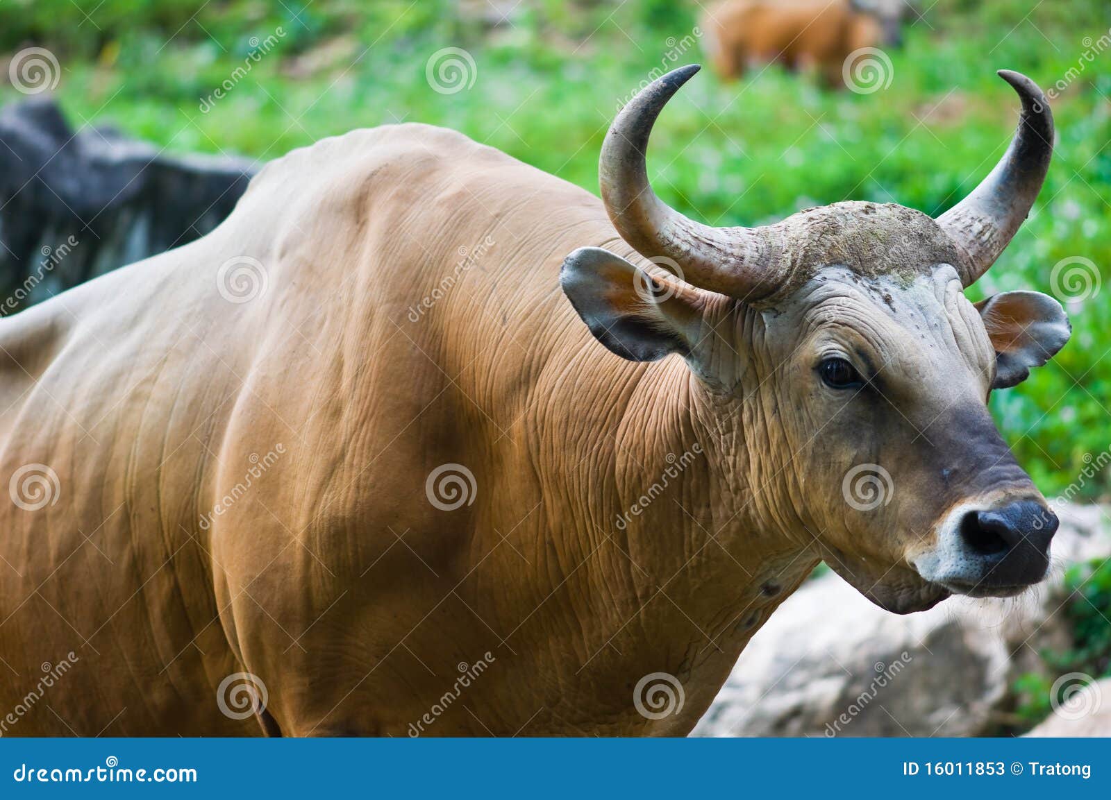 Banteng or Red Bull stock image. Image of wildlife, cattle - 16011853