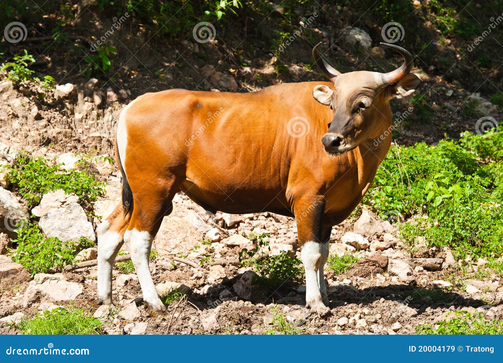 Banteng or Red Bull stock image. Image of grass, enormous - 20004179