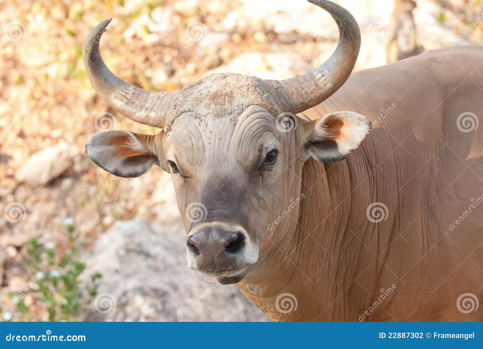 Banteng or Red Bull stock photo. Image of banteng, wild - 22887302