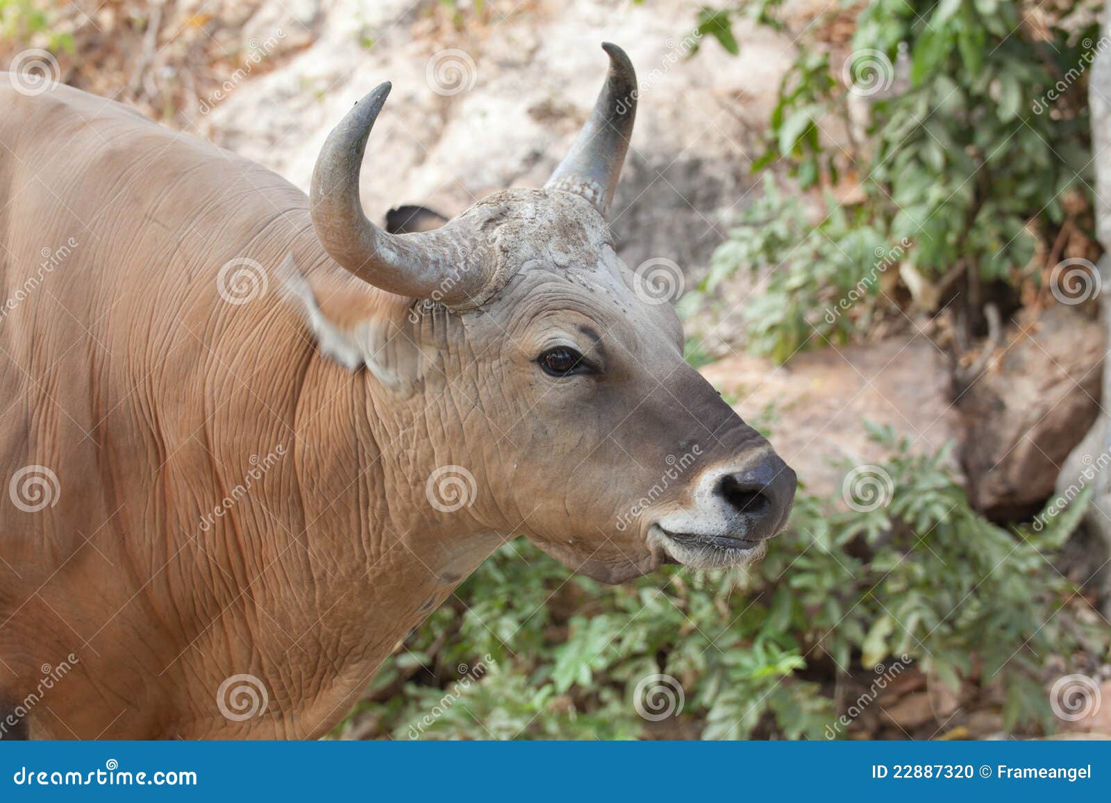 Banteng or Red Bull stock photo. Image of resting, wilderness - 22887320