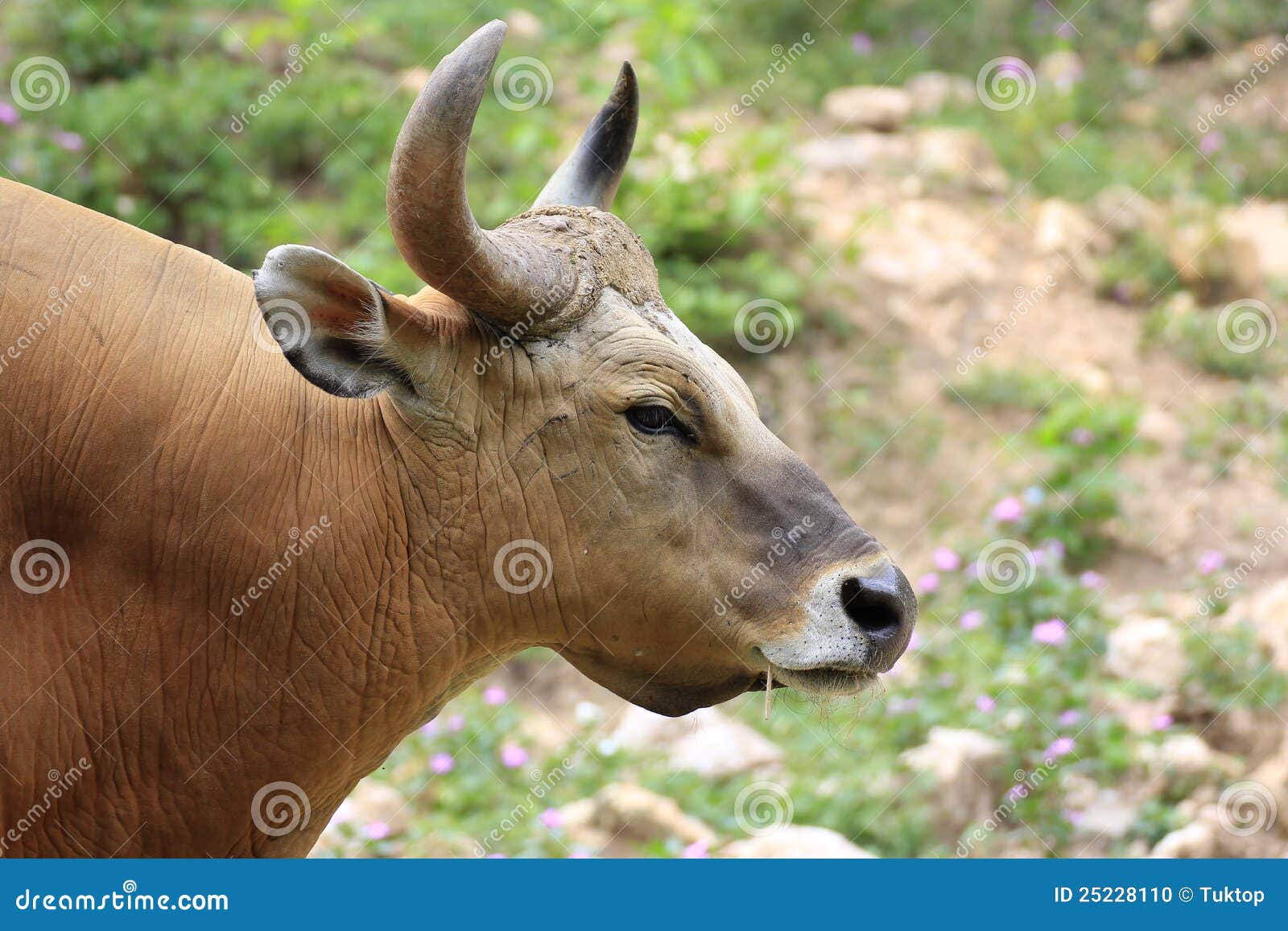 Banteng or Red Bull stock photo. Image of eating, wildlife - 25228110