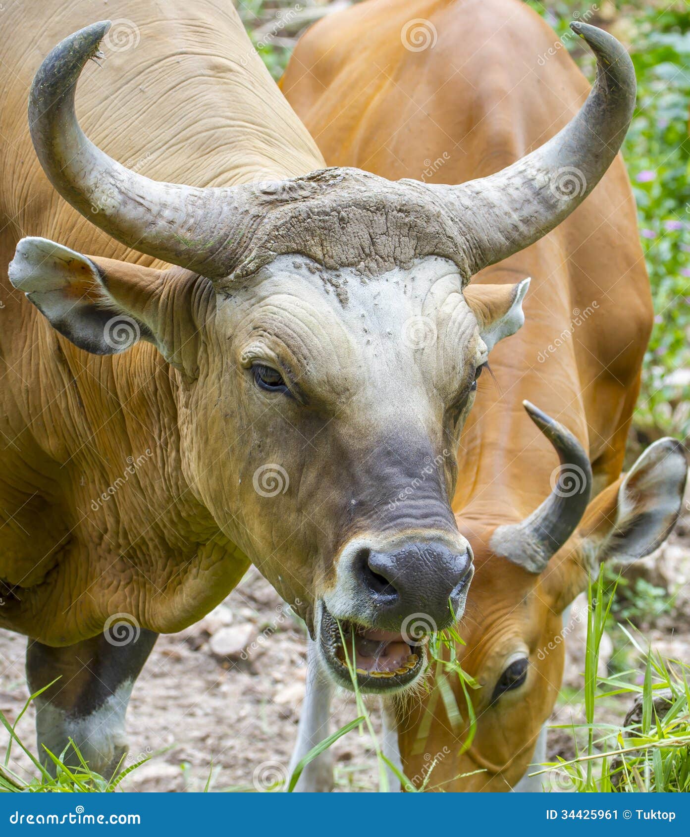 Banteng or Red Bull stock image. Image of cattle, scene - 34425961