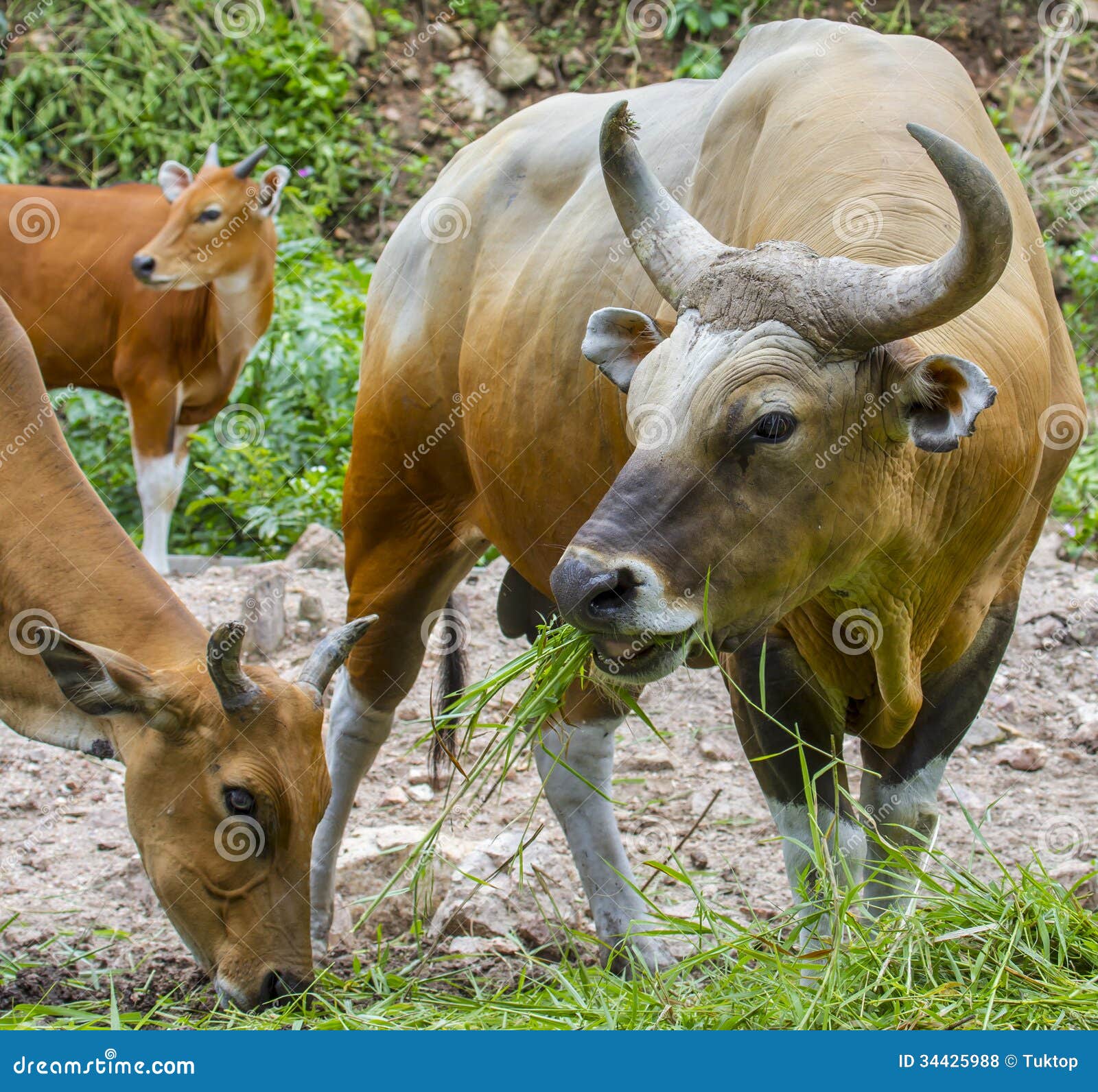 Banteng or Red Bull stock photo. Image of banteng, eating - 34425988