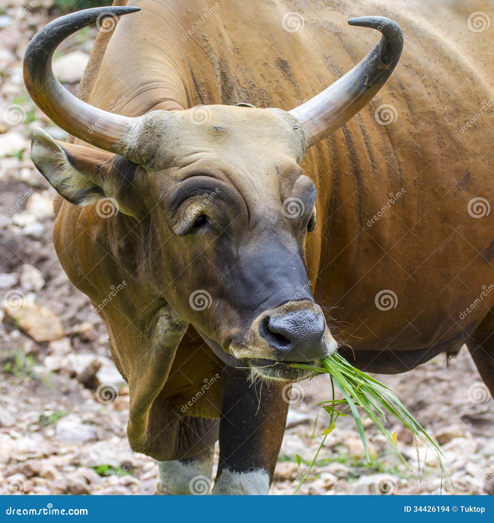 Banteng or Red Bull stock photo. Image of tropical, scene - 34426194