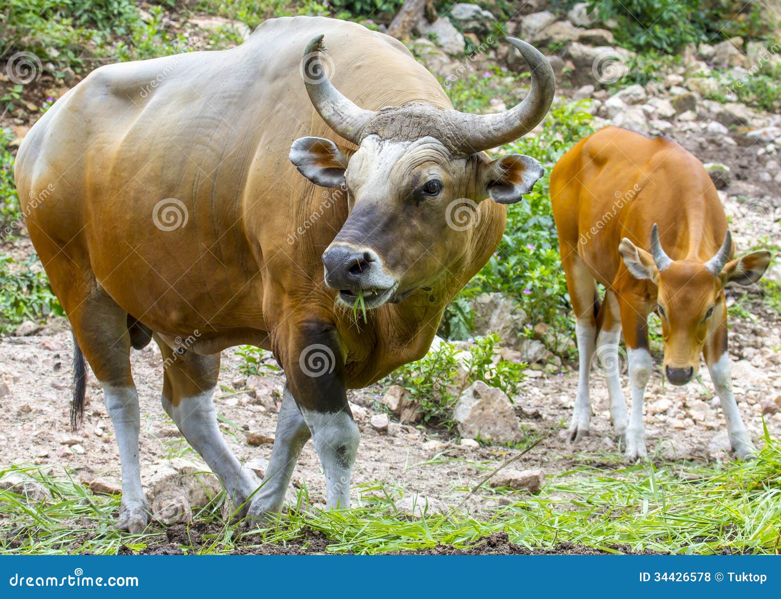 Banteng or Red Bull stock photo. Image of field, large - 34426578