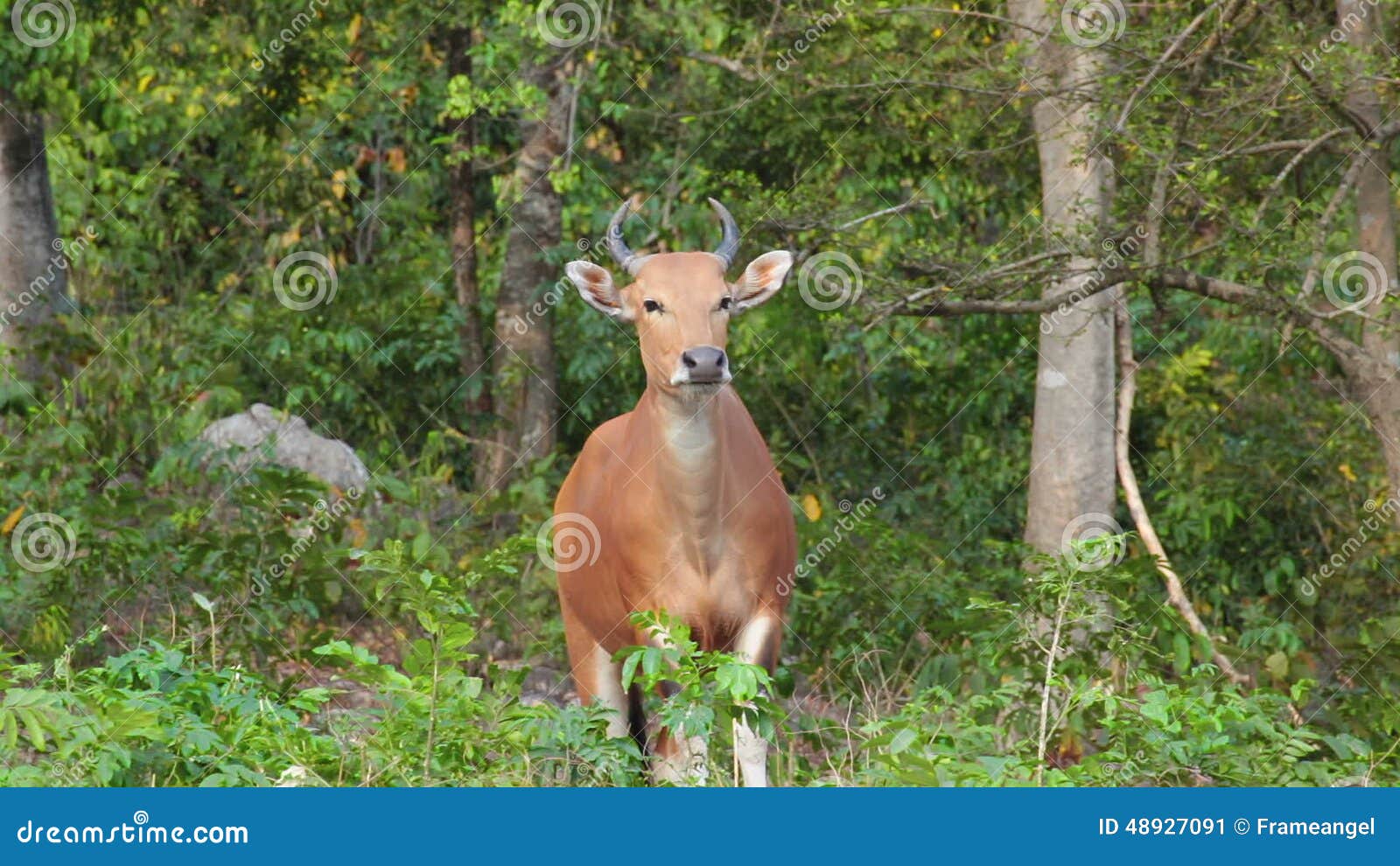 Banteng or Red Bull Female Stand and Looking in Forest Stock Video ...