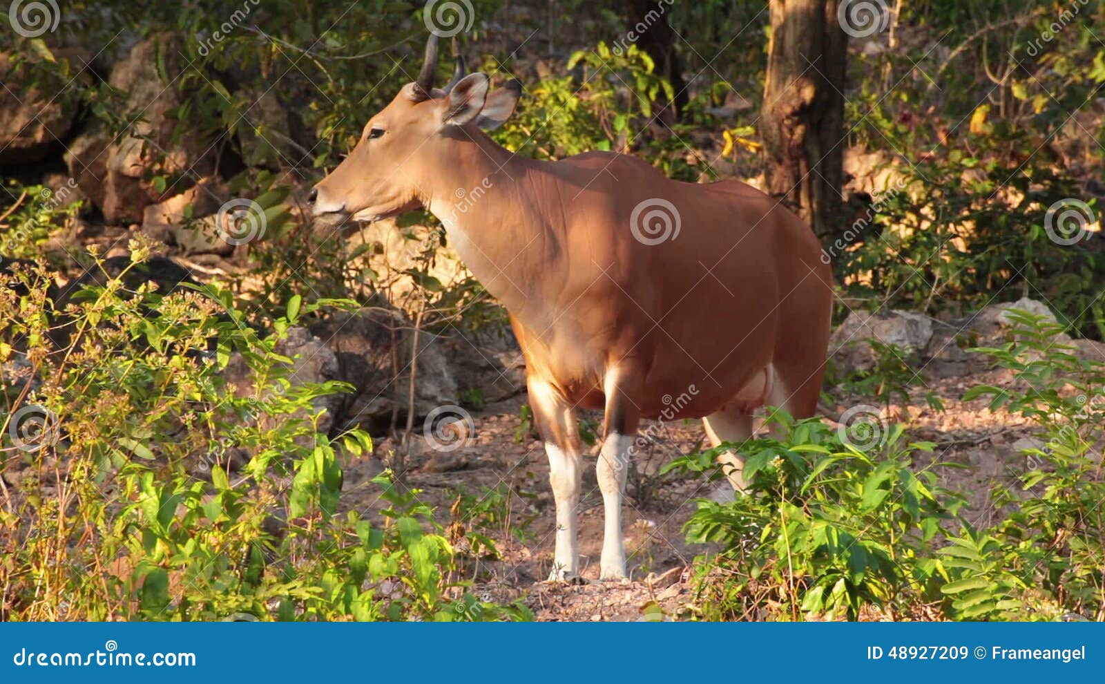 Banteng or Red Bull Female Stand and Looking in Forest Stock Video ...