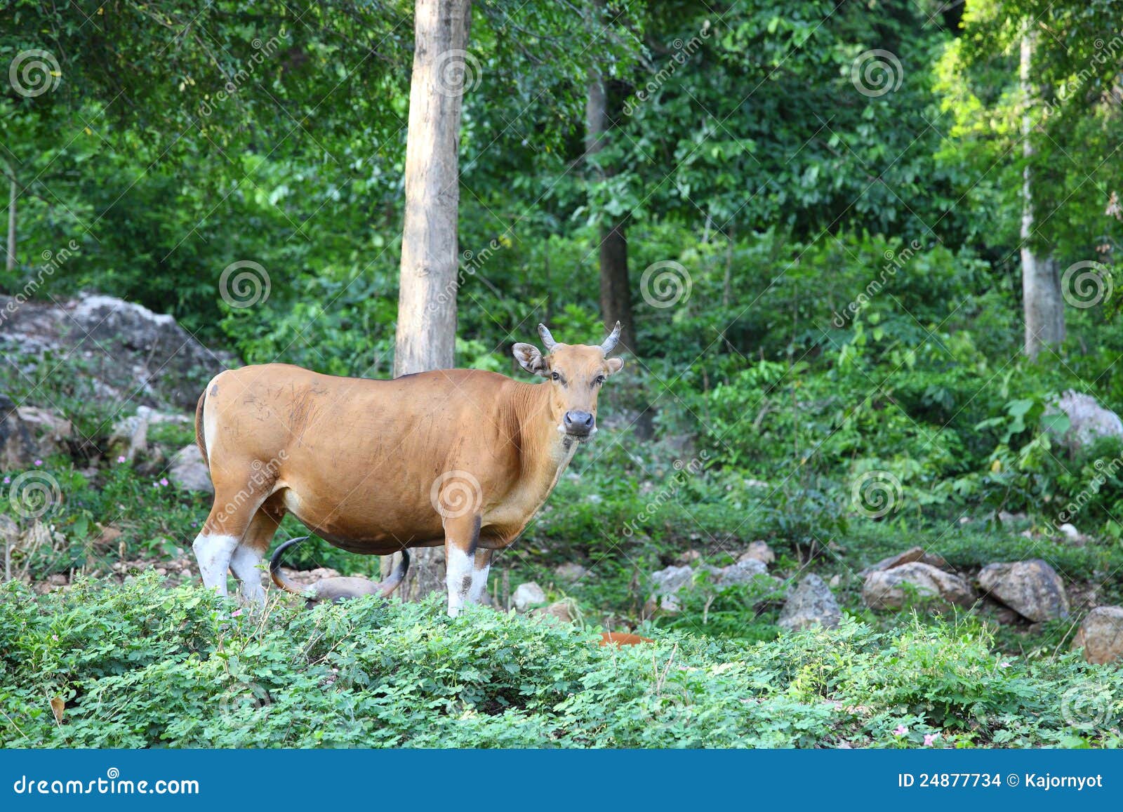 Banteng or Red Bull with Forest in Background Stock Photo - Image of ...