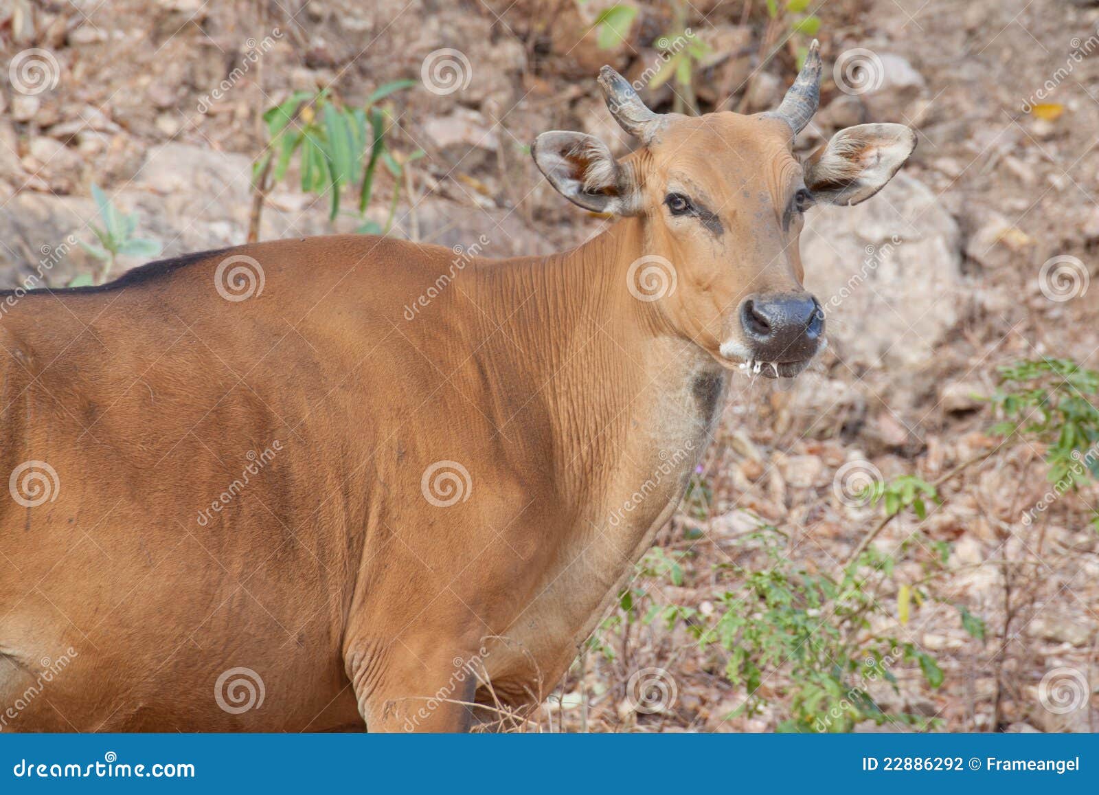 Banteng or Red Bull in the Park Stock Photo - Image of tropical, bull ...