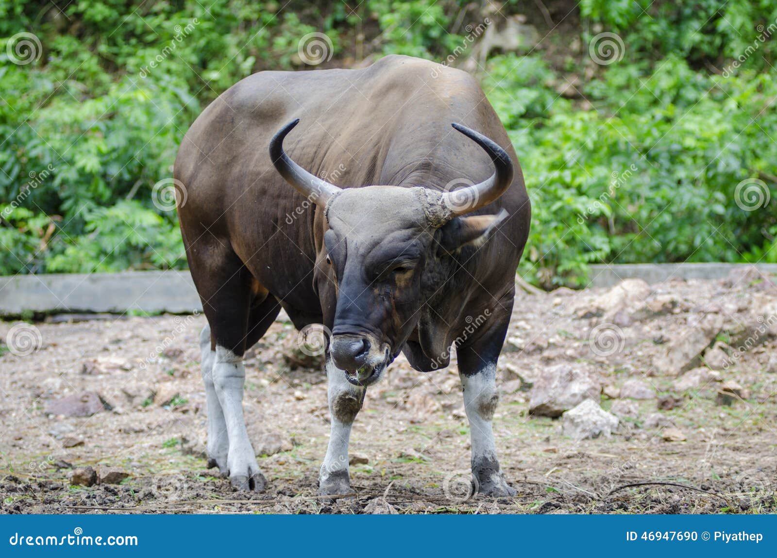 Banteng, red bull stock photo. Image of thailand, hunt - 46947690
