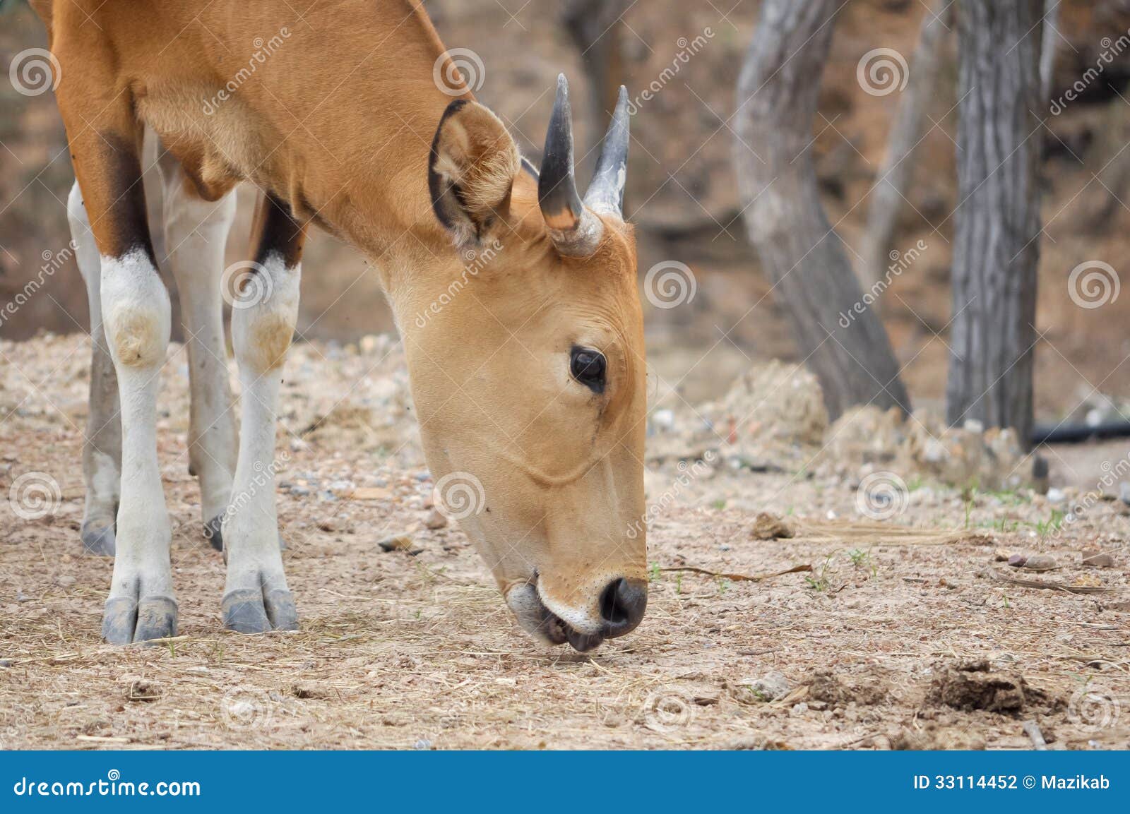 Banteng stock photo. Image of adult, horn, nature, feed - 33114452