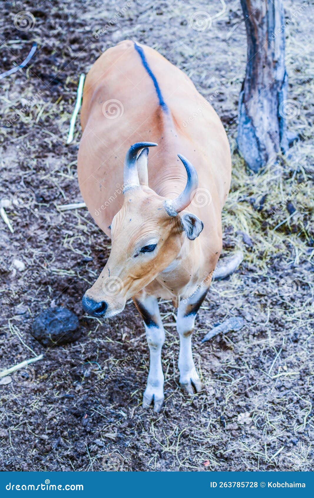 A Banteng Standing on the Ground Stock Photo - Image of nature, face ...