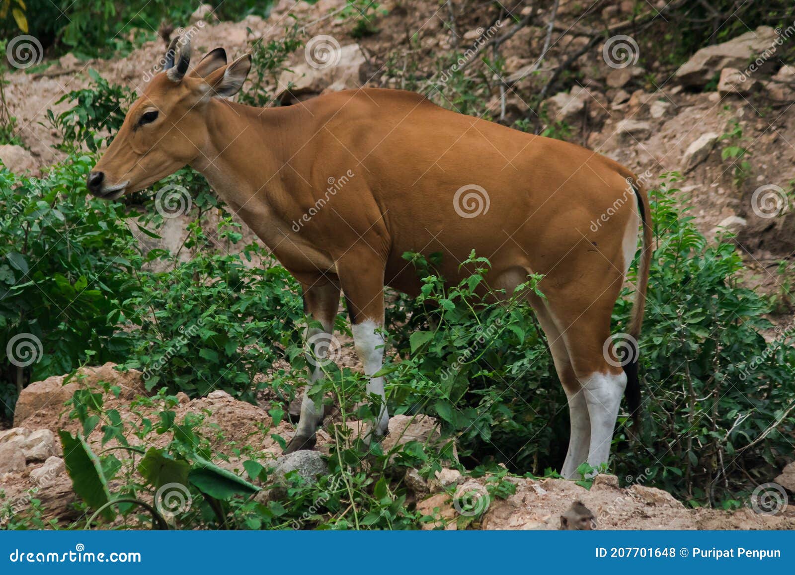 Banteng Stood on the Rocks Along the Edge of the Forest Stock Photo ...