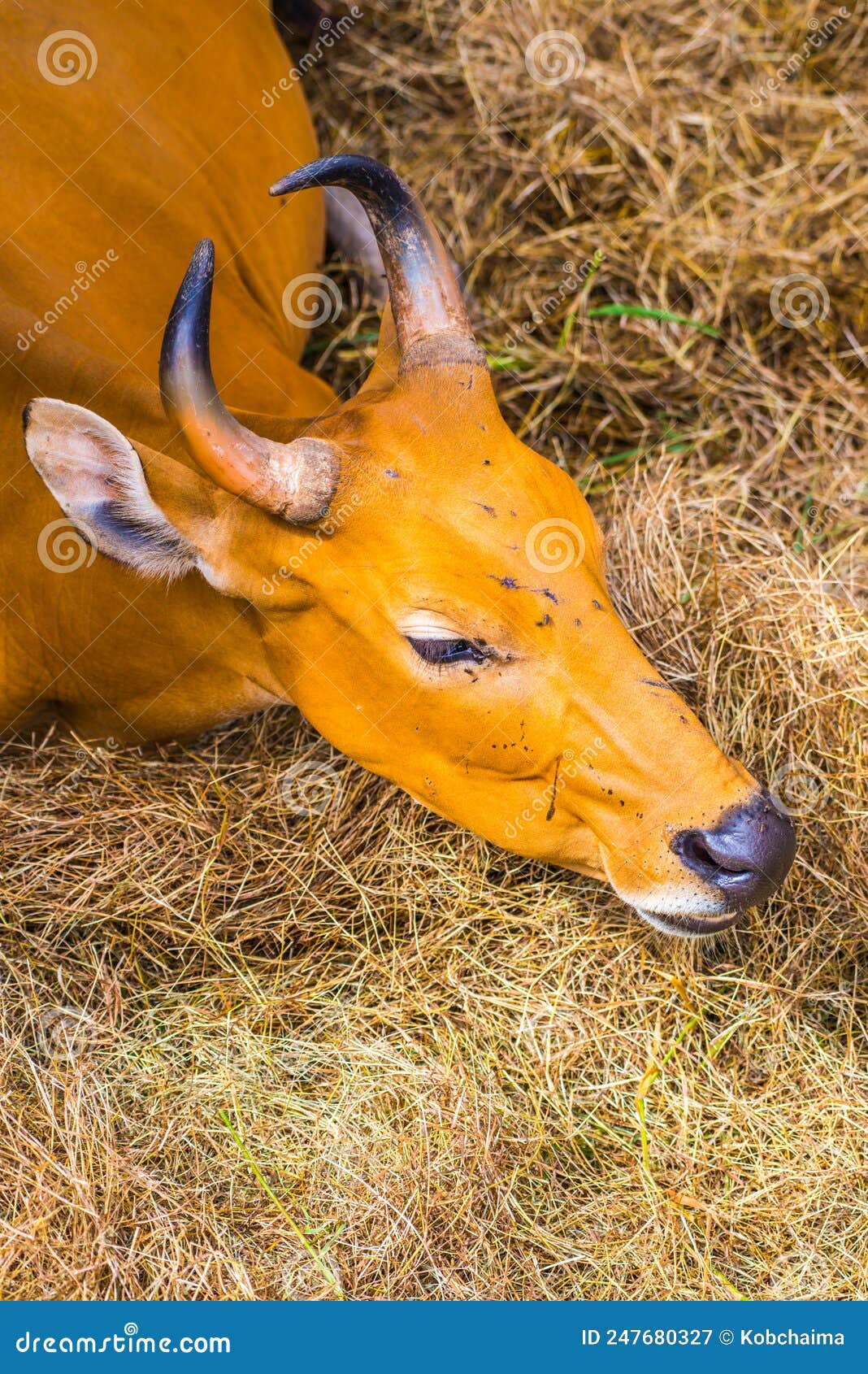 Banteng on the ground stock image. Image of bull, oriental - 247680327