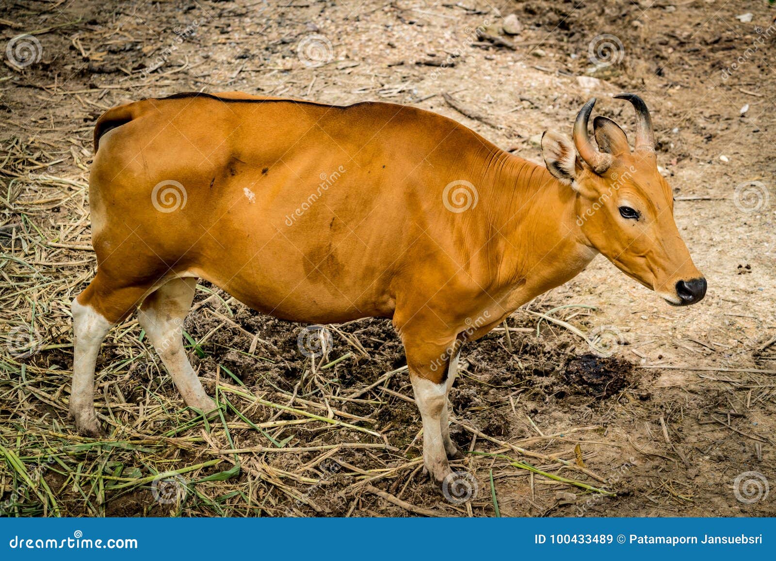 Banteng Wild Cattle Stock Photos - Download 558 Royalty Free Photos