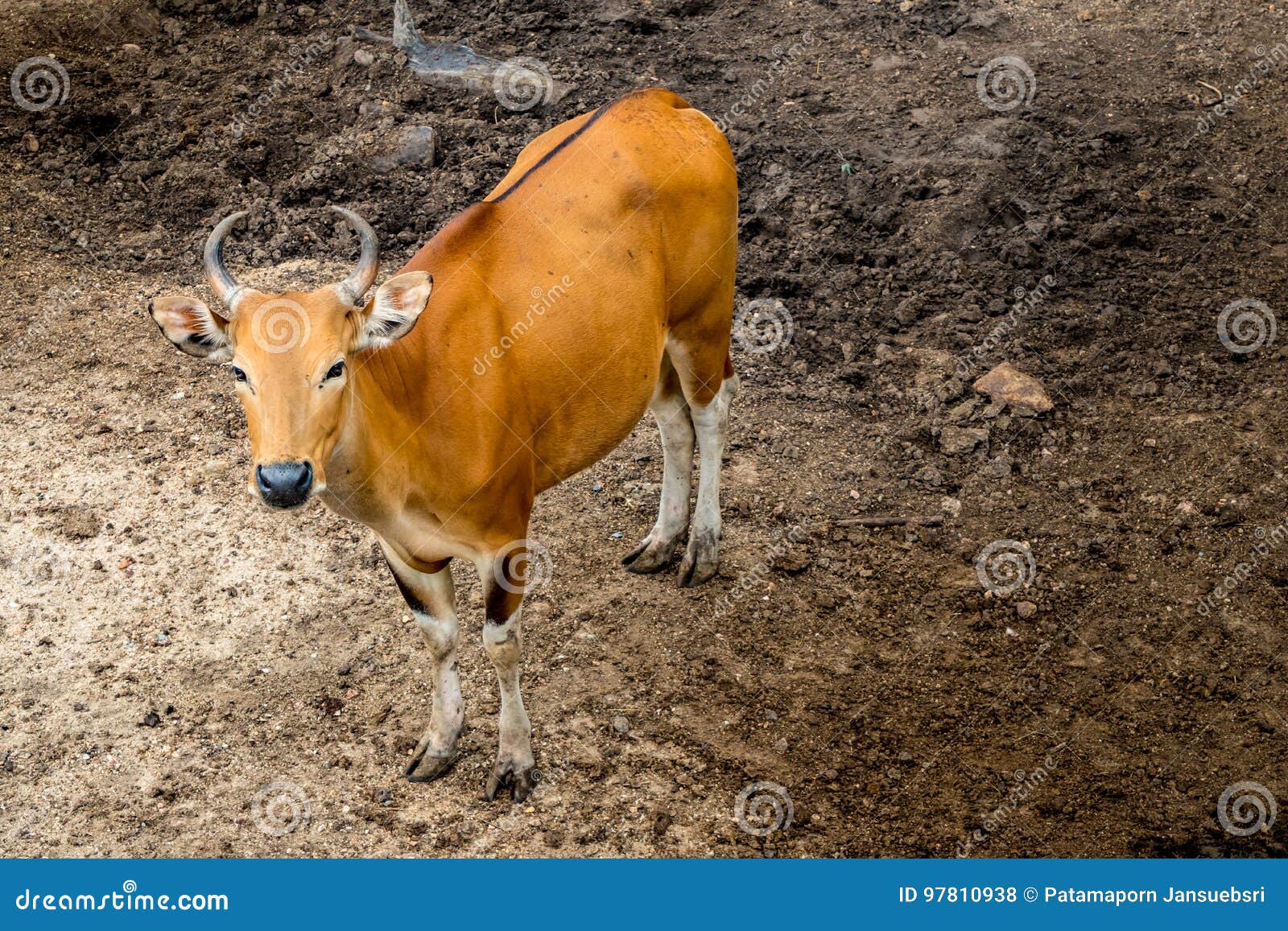 Banteng, wild cattle stock photo. Image of species, mammal - 97810938