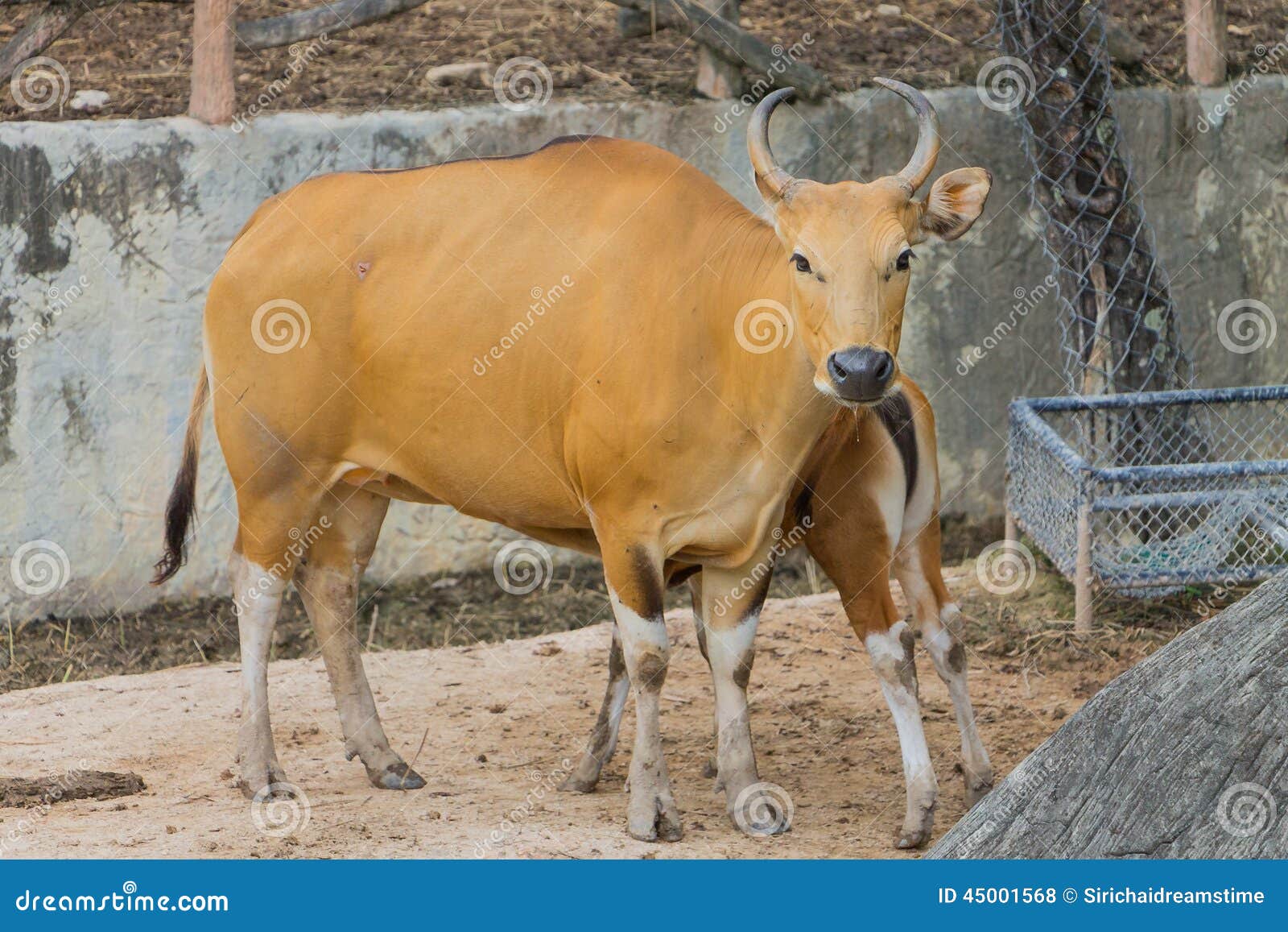 Banteng wild cattle stock photo. Image of natural, mammal - 45001568