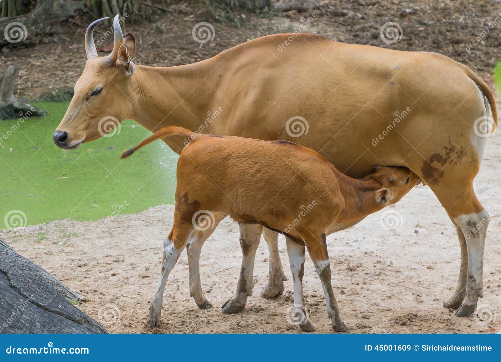Banteng - wild cattle stock image. Image of mammal, mature - 45001609