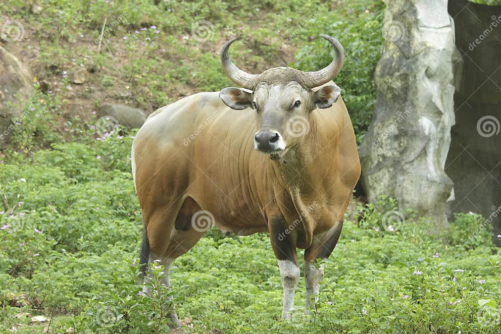 Banteng wildes Rind stockfoto. Bild von muskel, leistungsfähig - 15691498