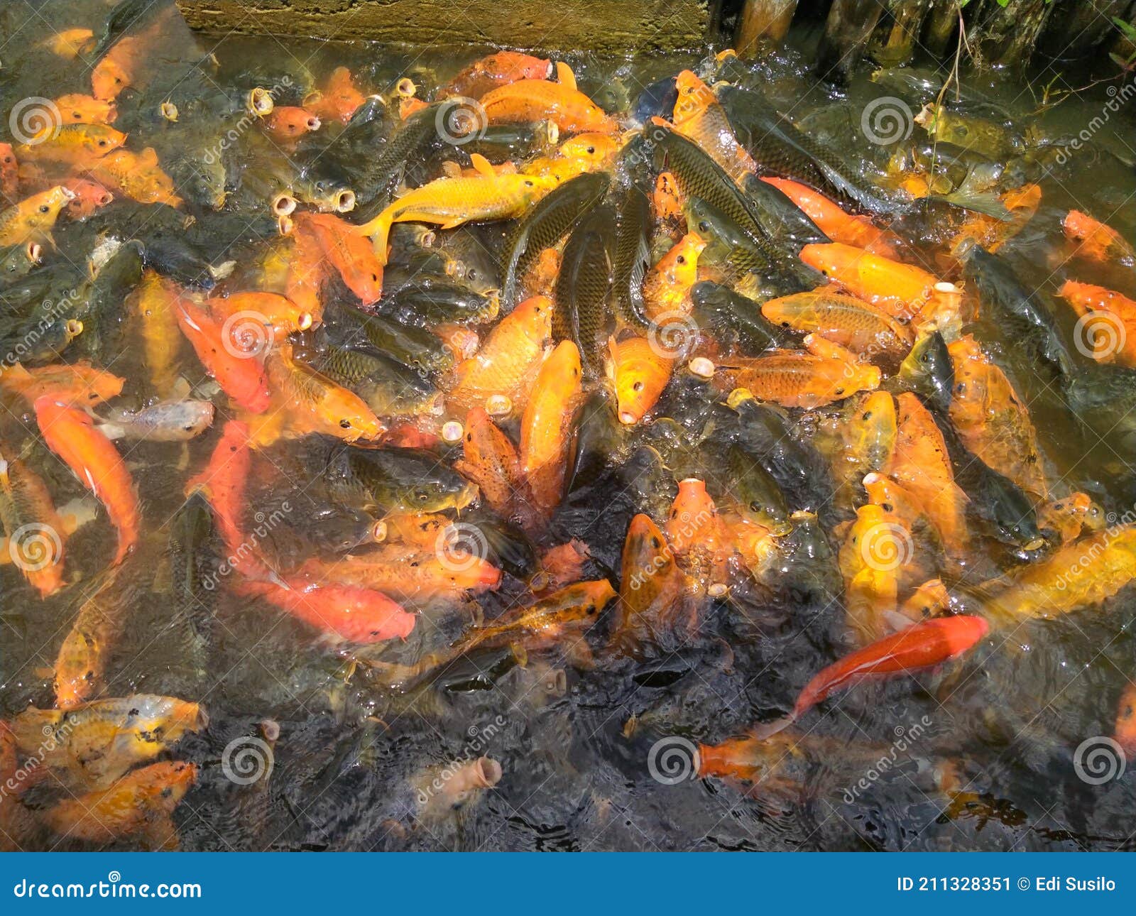 Banto Stock Photos - Free & Royalty-Free Stock Photos from Dreamstime