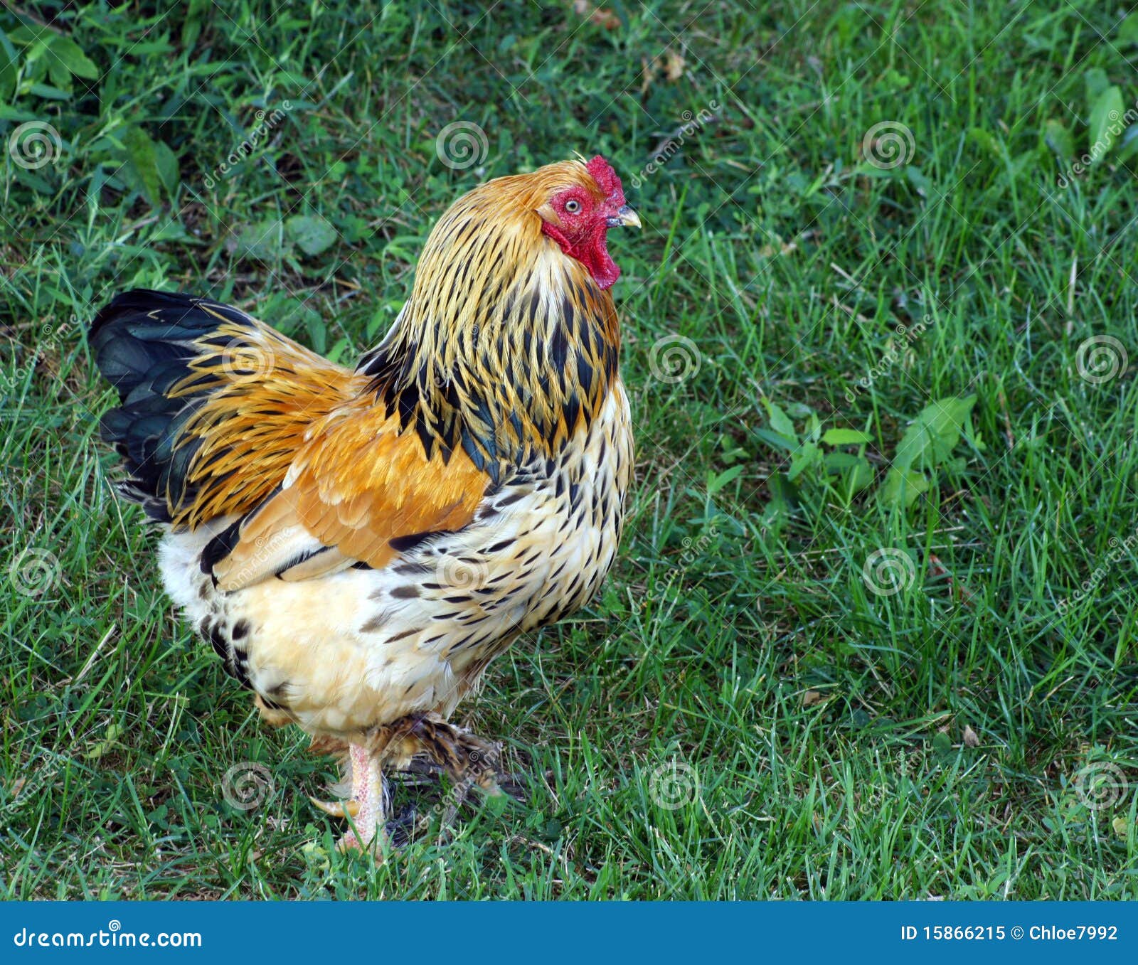 Banty Rooster stock image. Image of chicken, colorful - 15866215