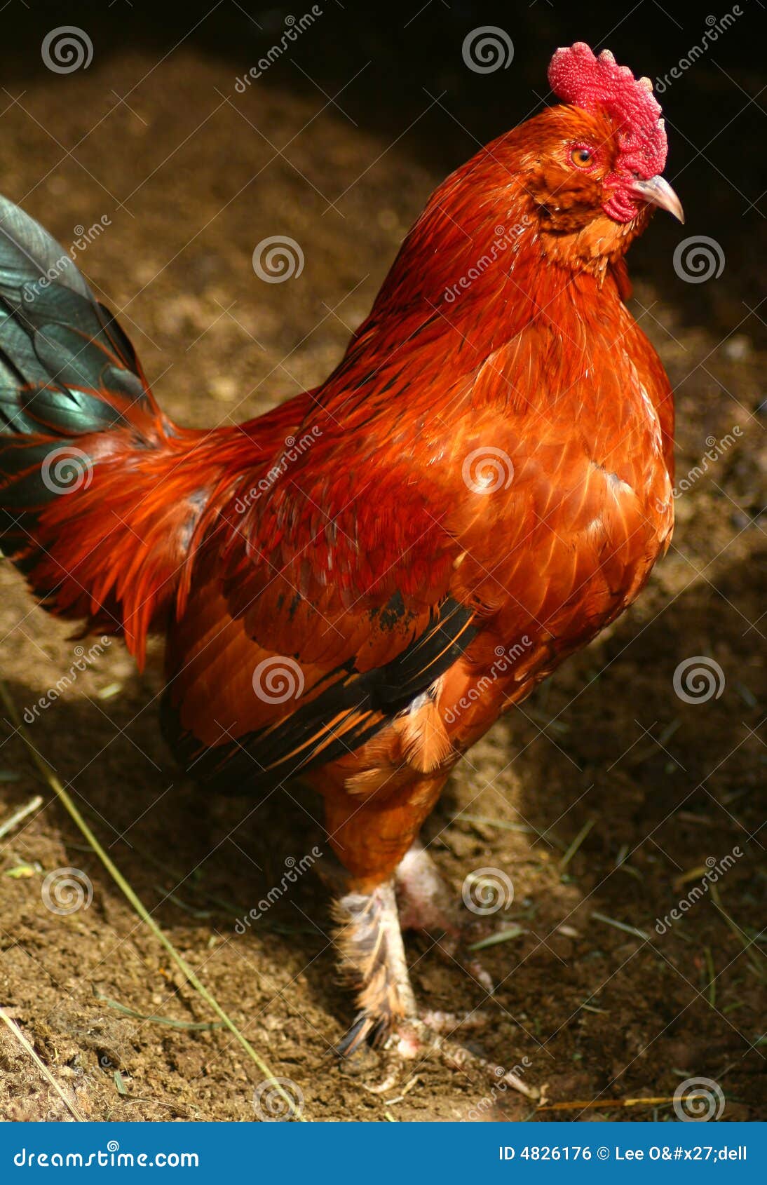 Banty Rooster 2 stock photo. Image of animal, rooster - 4826176